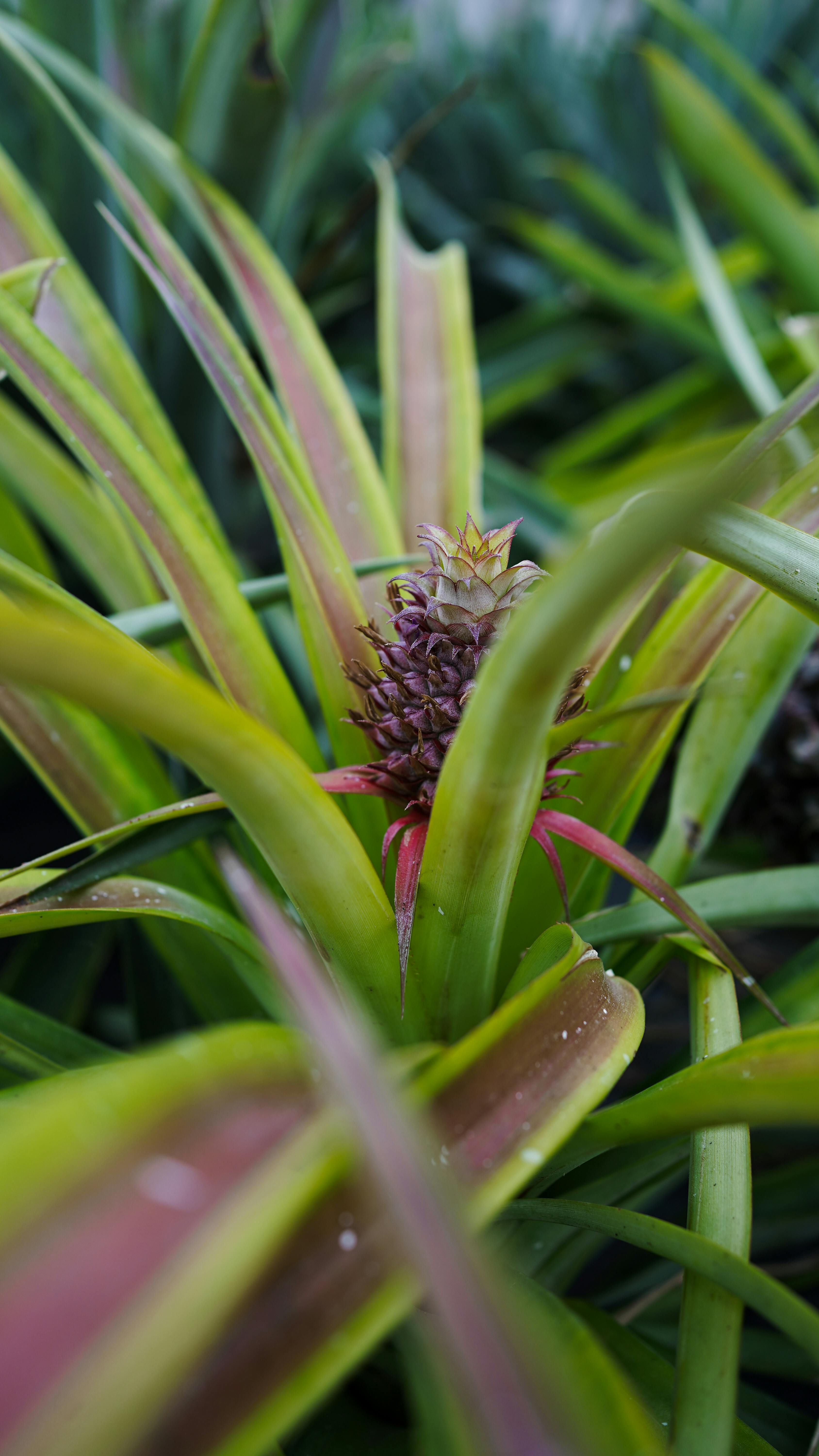 Pineapple Cultivation in Greenhouse · Free Stock Photo