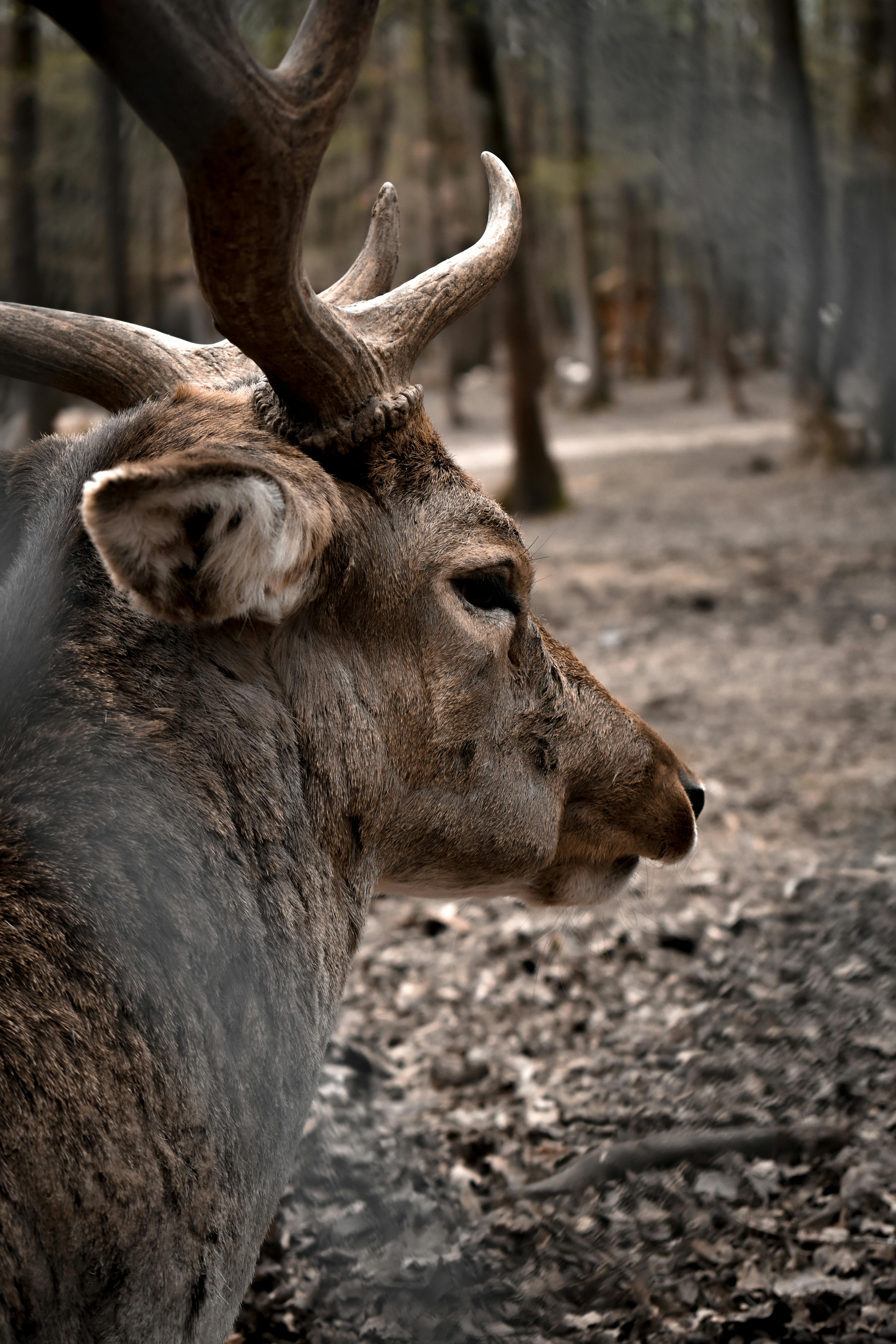 Close Up Photo of a Deer · Free Stock Photo