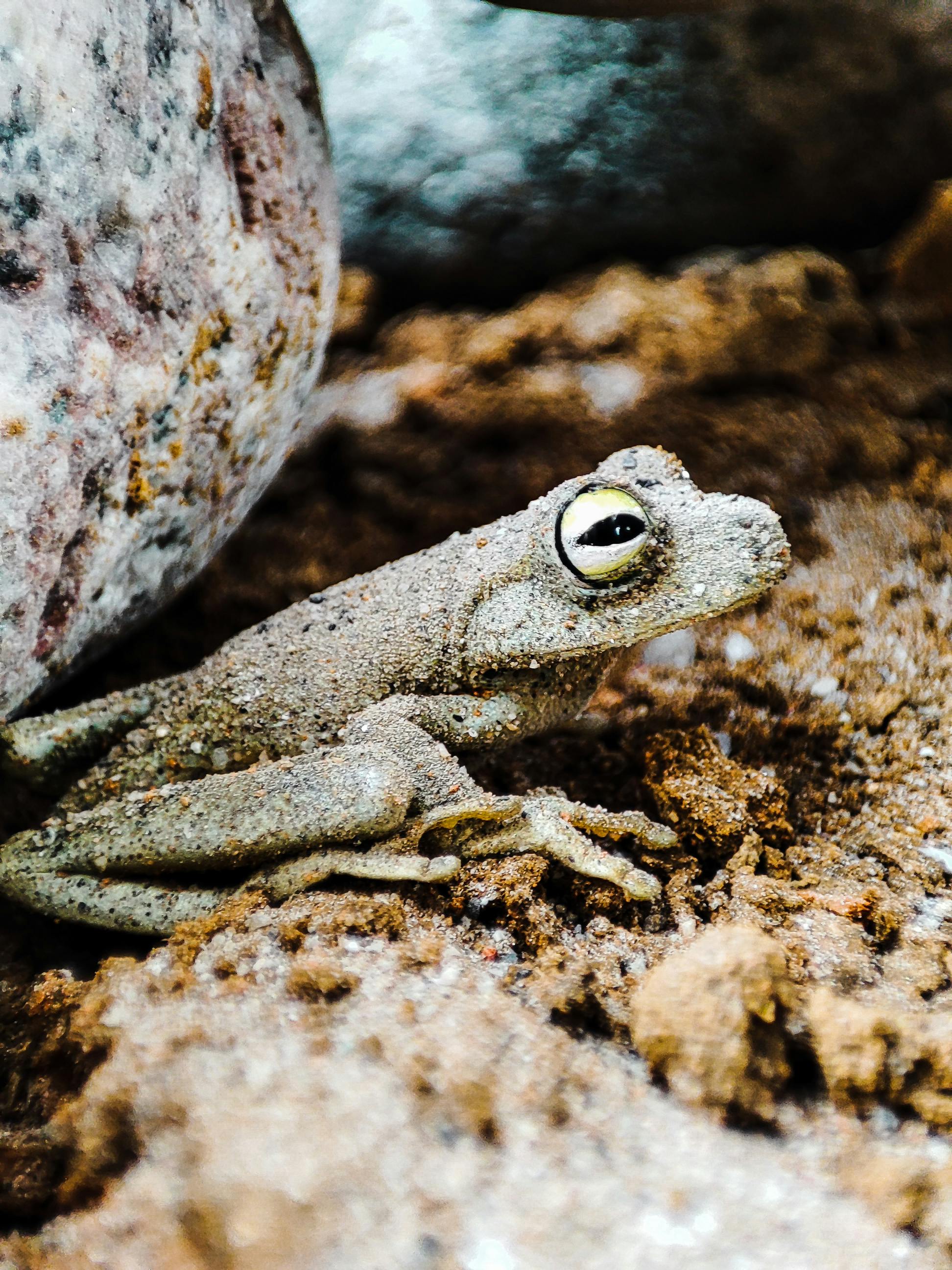 Close-up Photo of a Frog · Free Stock Photo