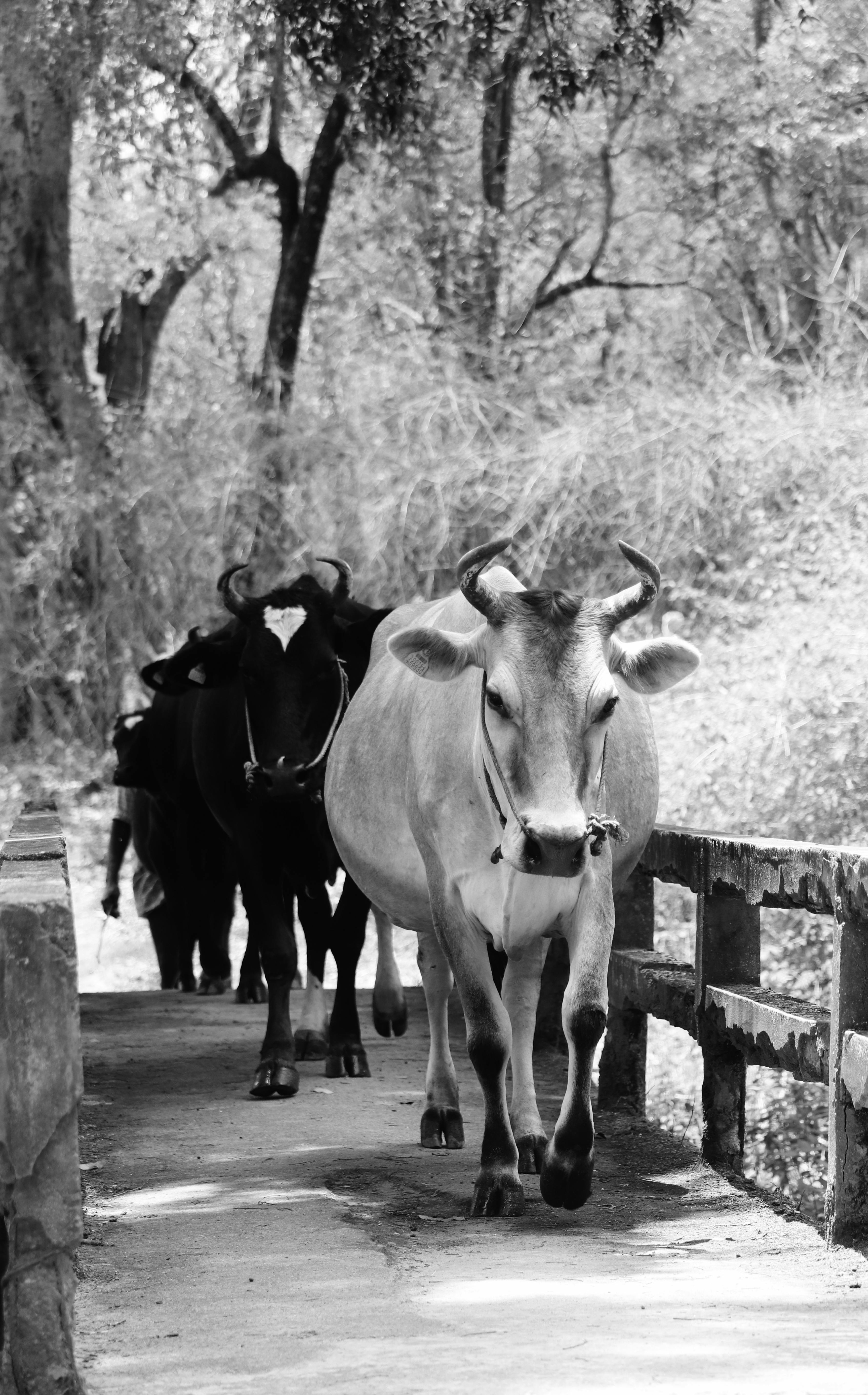Grayscale Photo of Cows on a Footbridge · Free Stock Photo