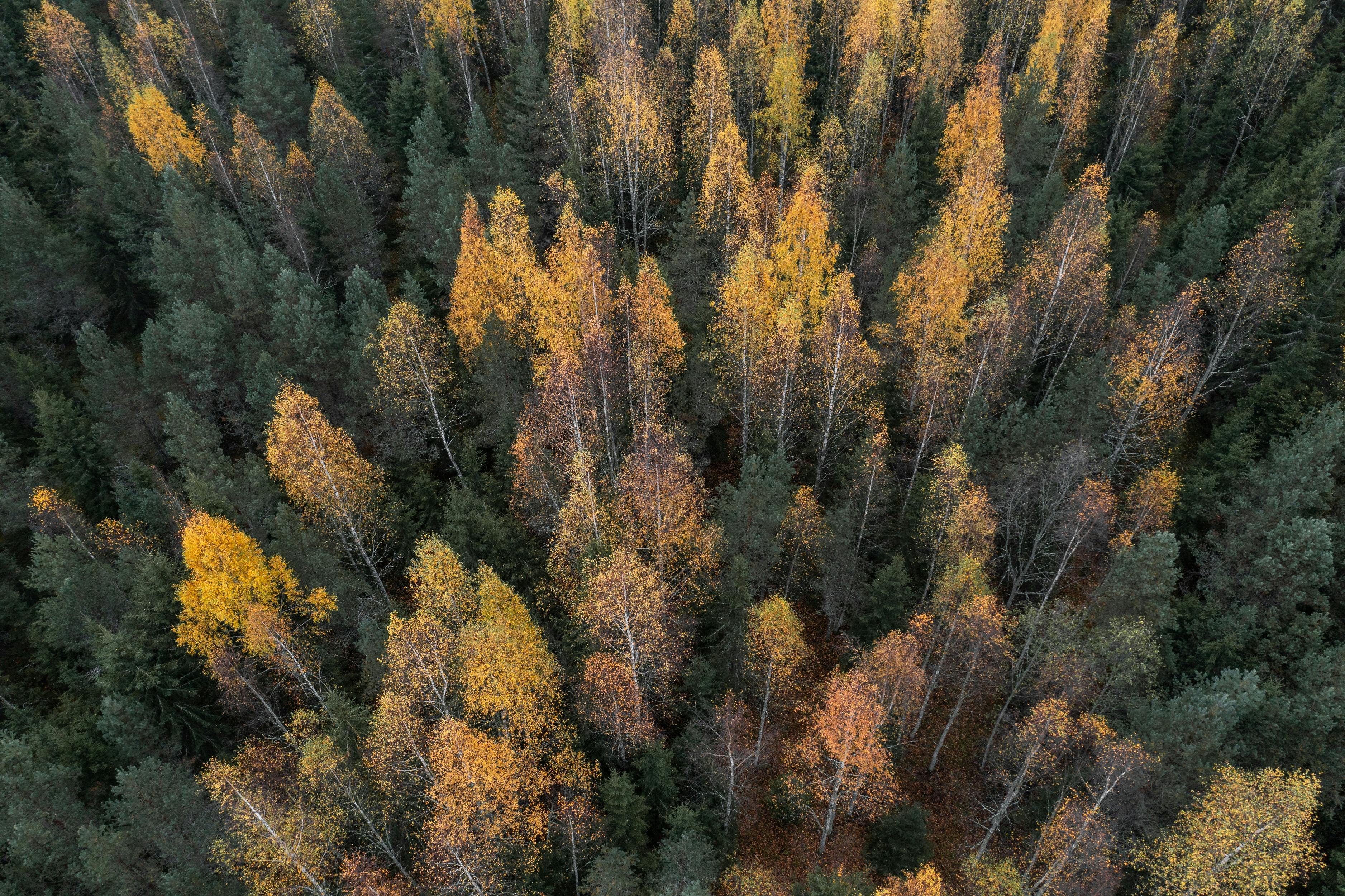 Aerial Photography of Trees · Free Stock Photo