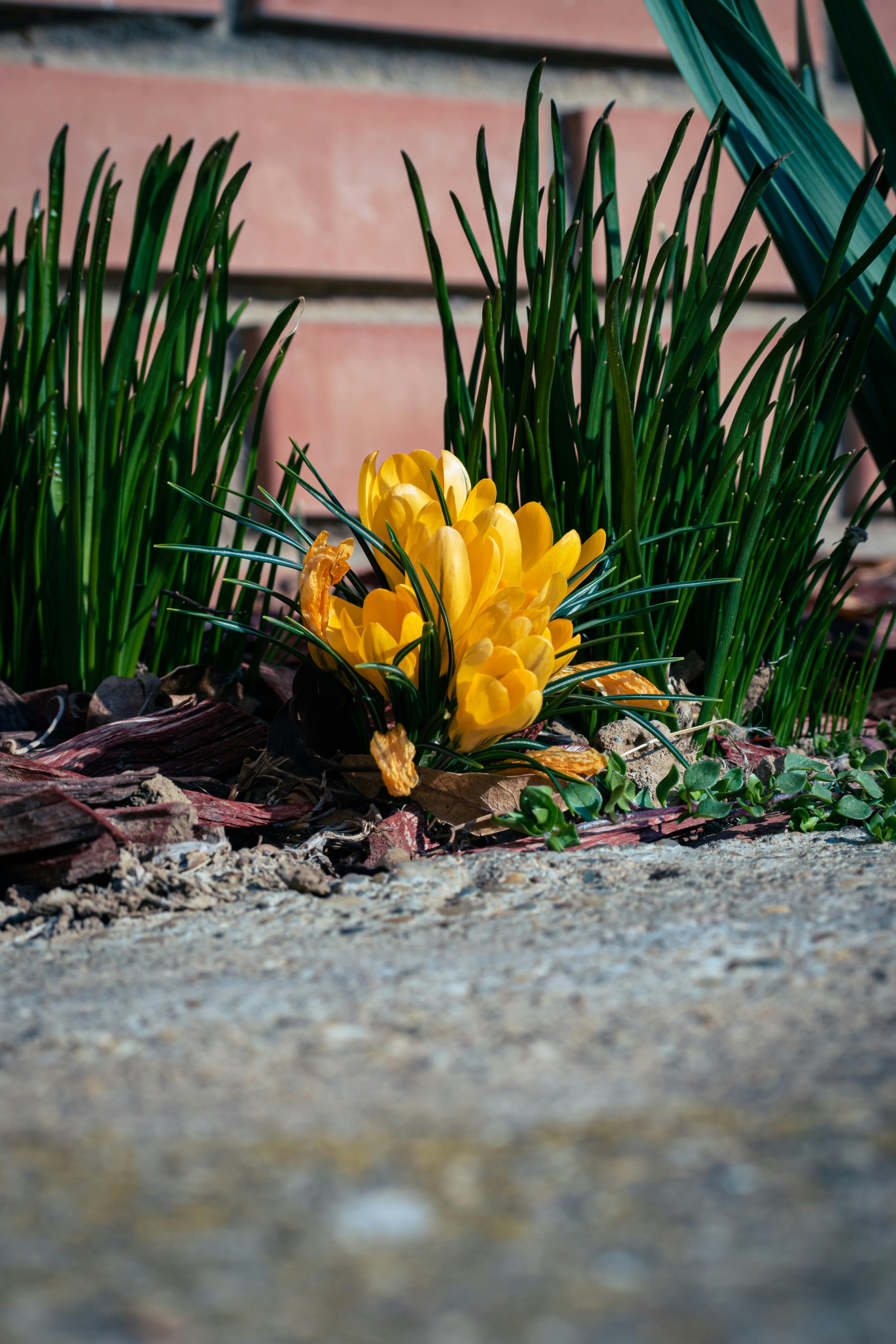 Crocus Flavus Flowers and Green Leaves on the Ground · Free Stock Photo