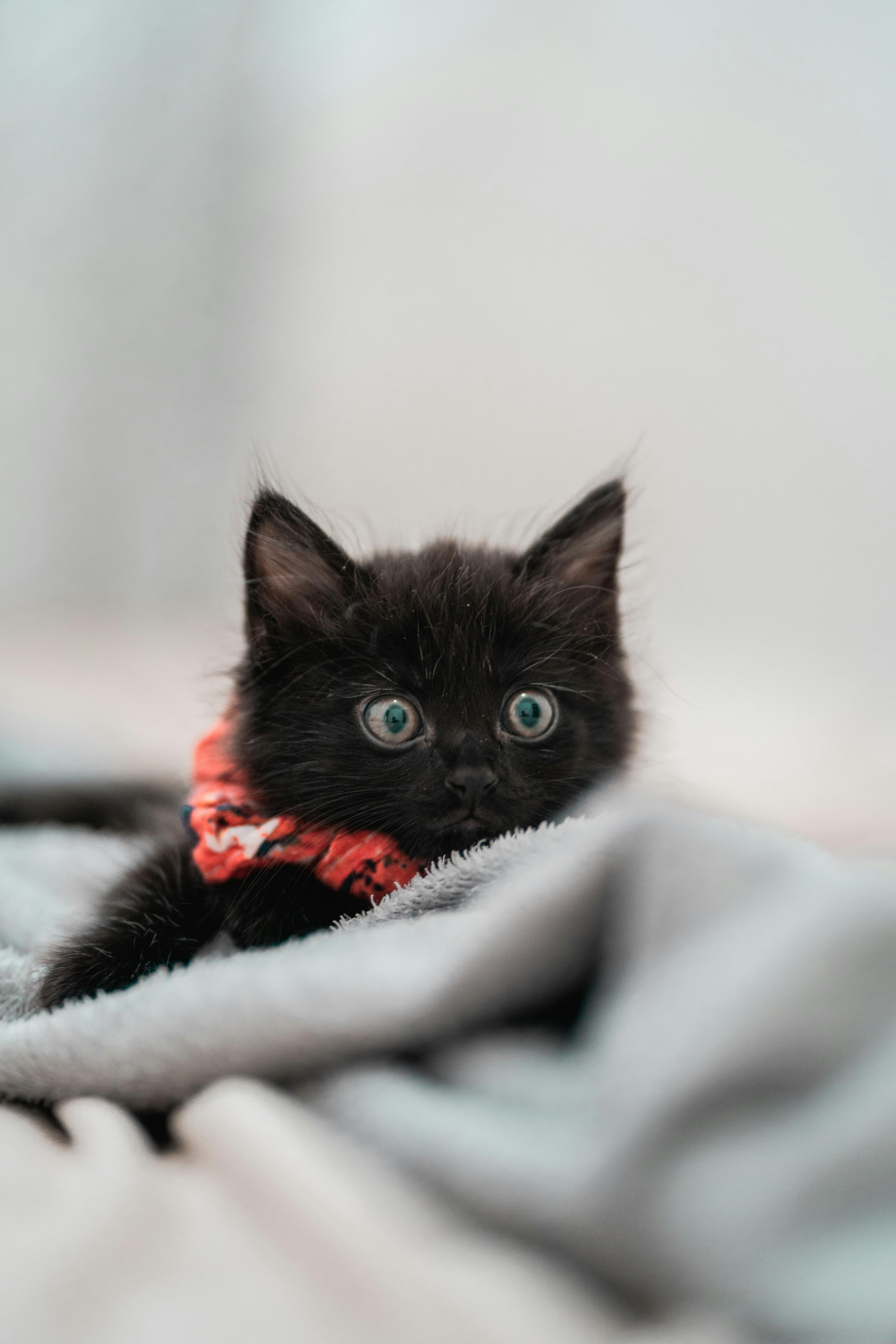 Close Up Photo of a Kitten · Free Stock Photo