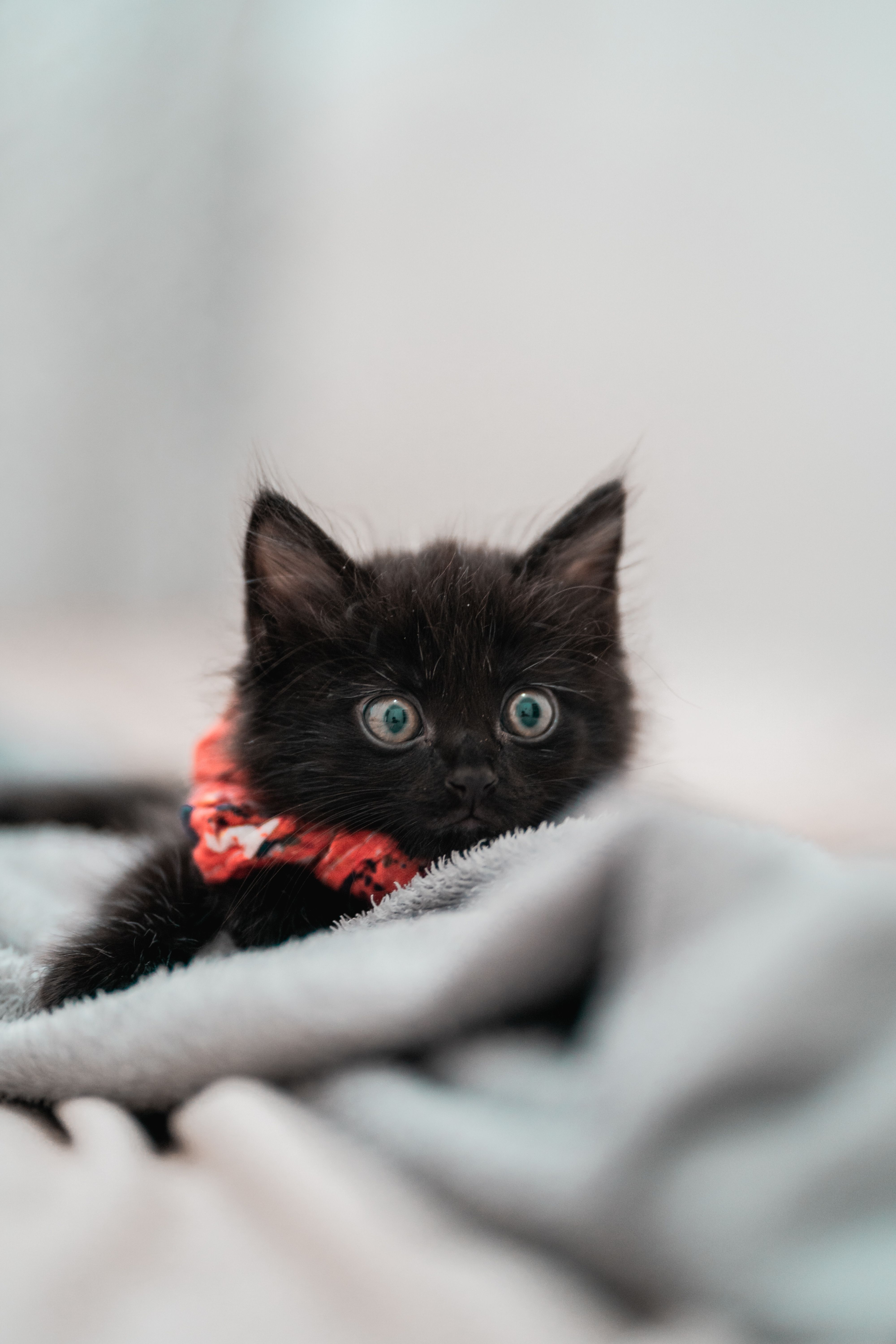 Cat Fleas Photos, Download Free Cat Fleas Stock Photos & HD Images