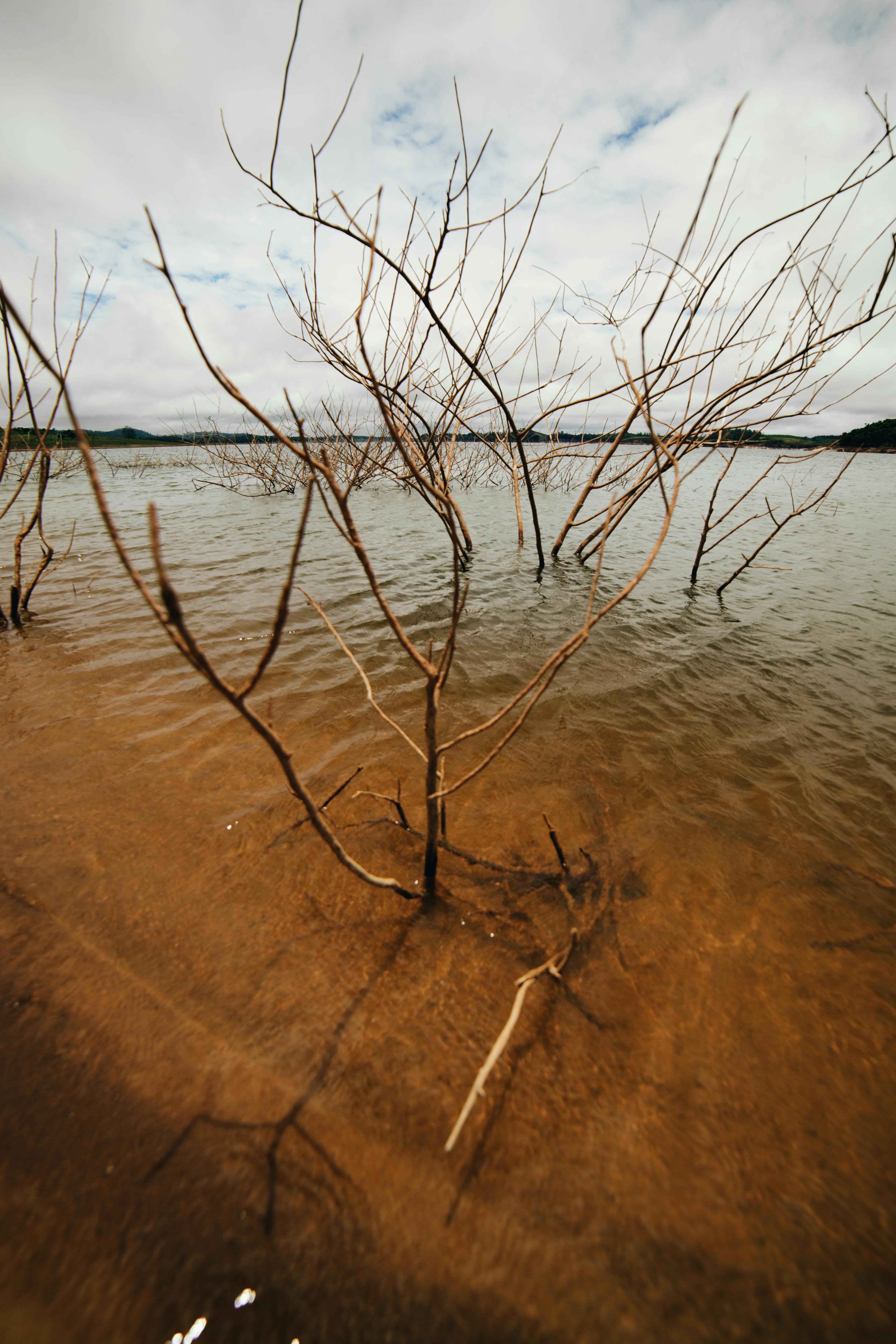 Tree Branches Protruding from Lake Water · Free Stock Photo