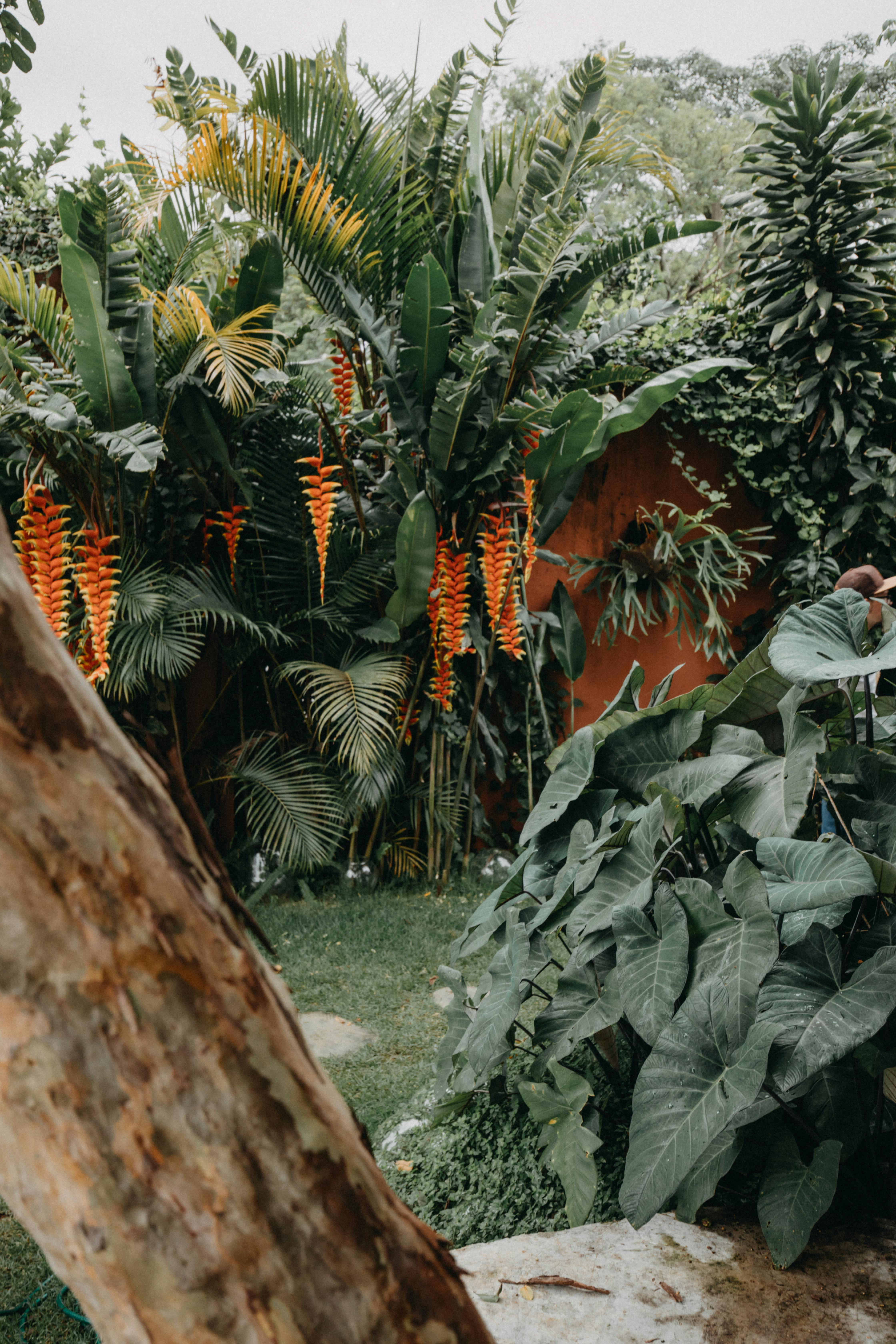 Tropical Island Vegetation · Free Stock Photo