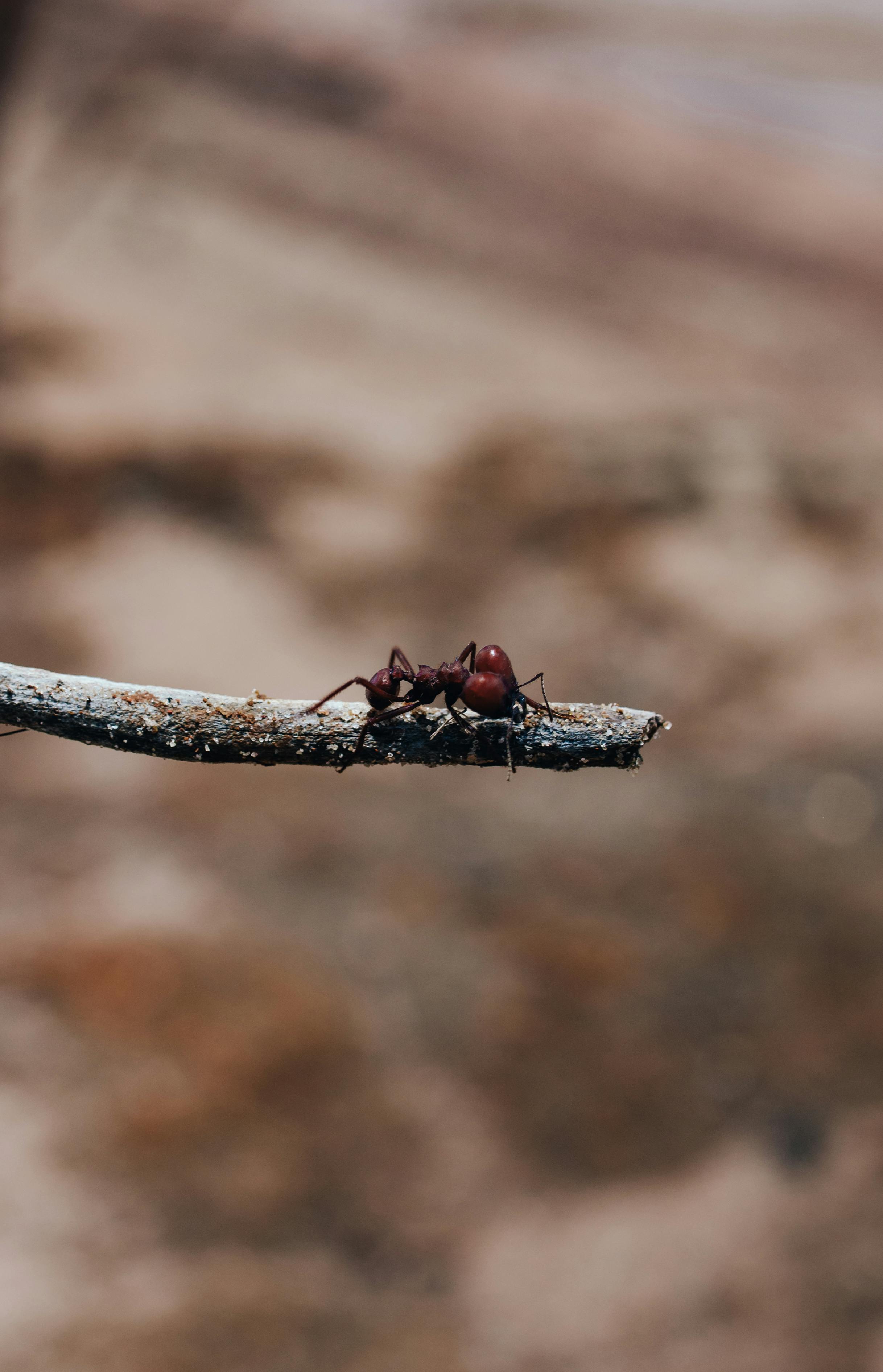 Close-Up Shot of an Ant · Free Stock Photo