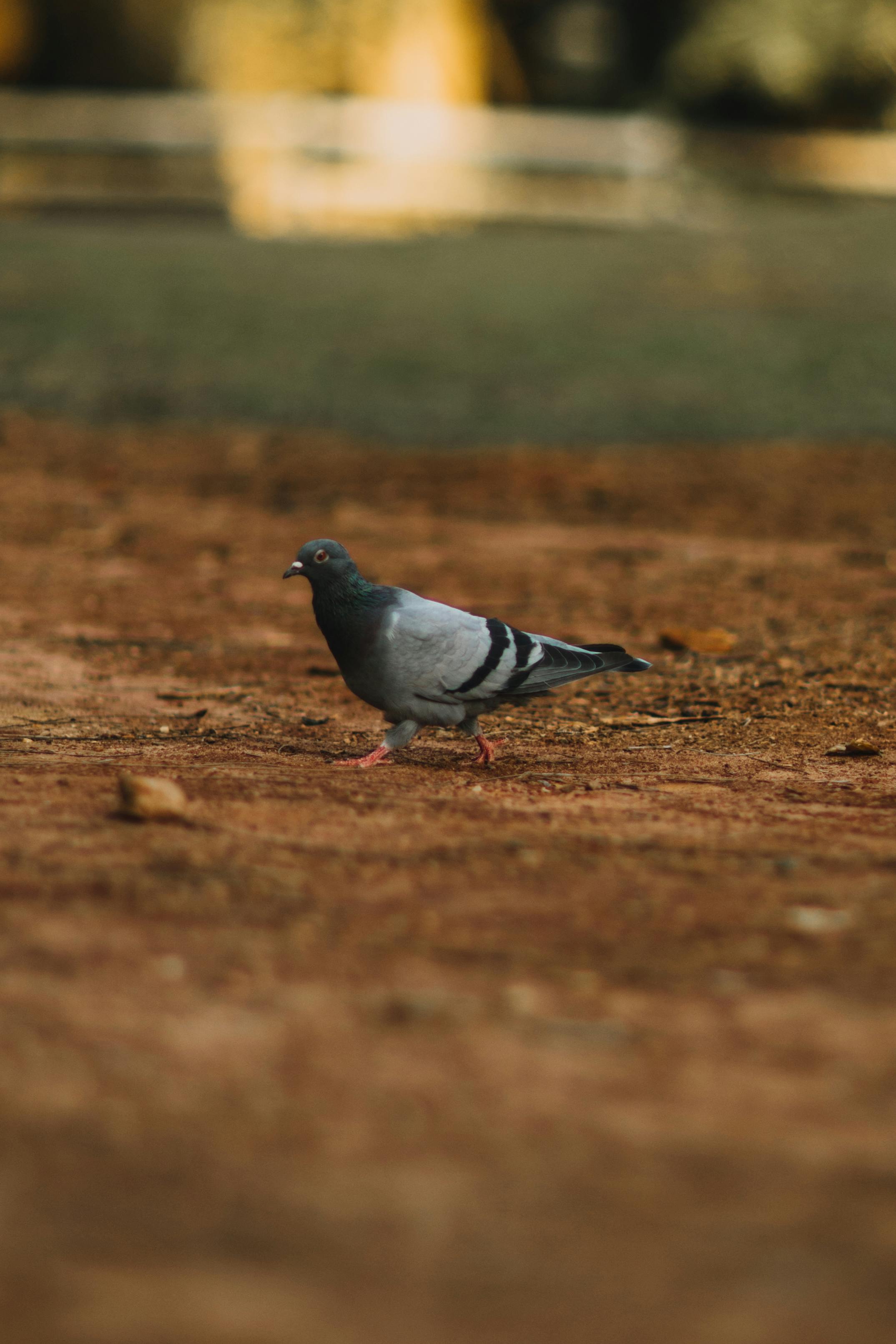 A Pigeon on Dirt Ground · Free Stock Photo