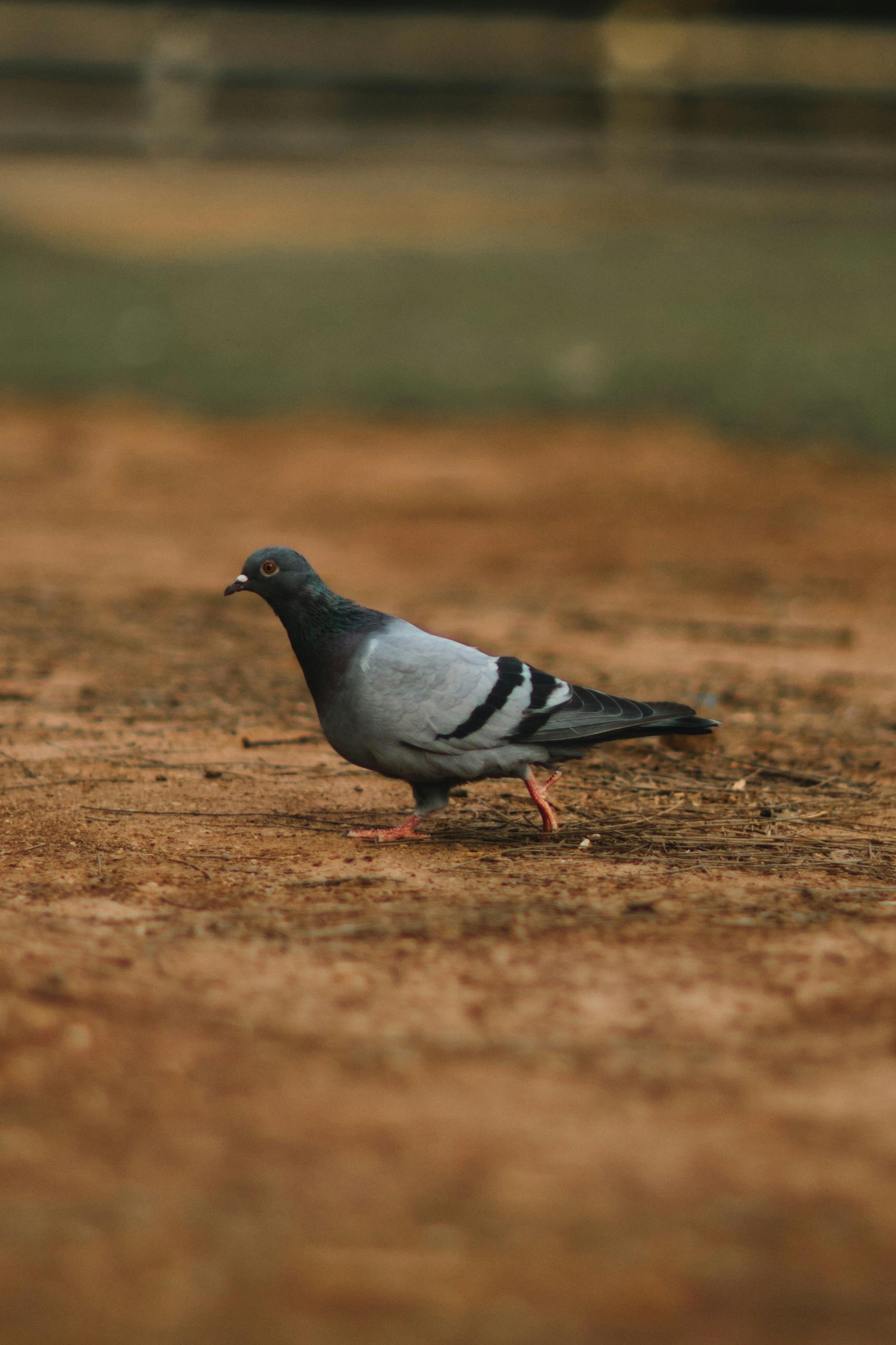 Photo Of Pigeons Perched on Concrete Pavement · Free Stock Photo