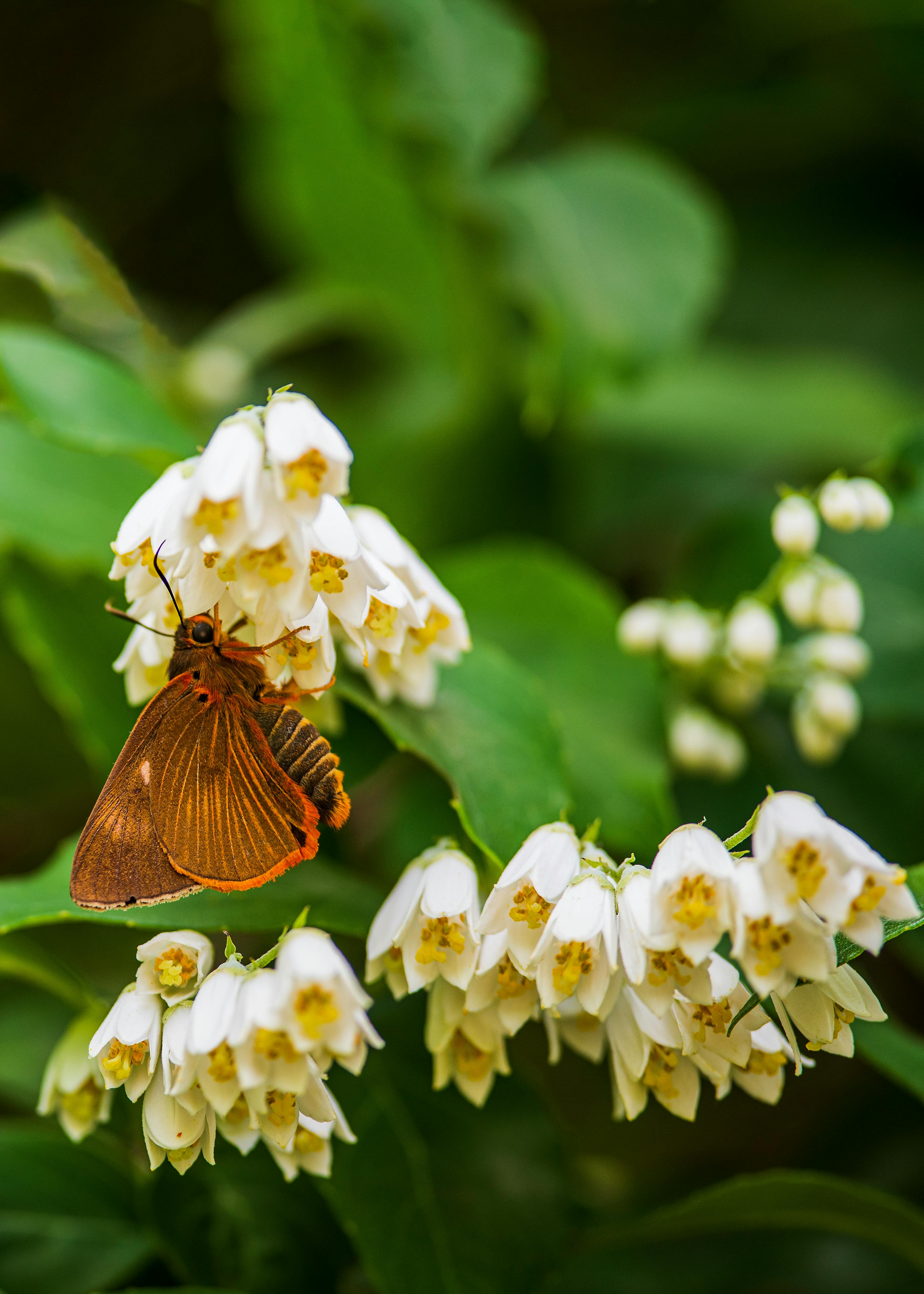 Brown Butterfly Photos, Download The BEST Free Brown Butterfly Stock ...