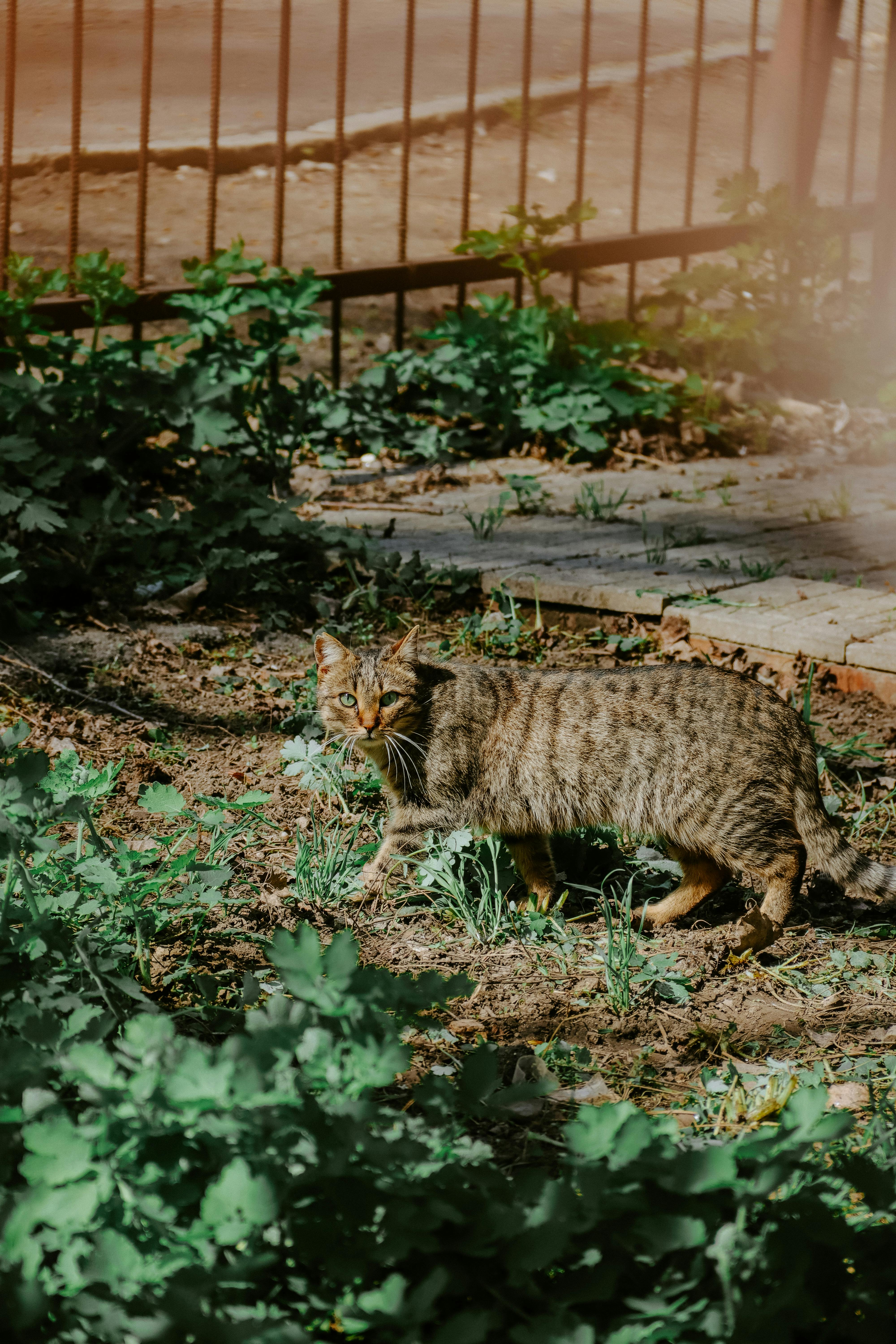 Photo of a Cat on the Ground · Free Stock Photo
