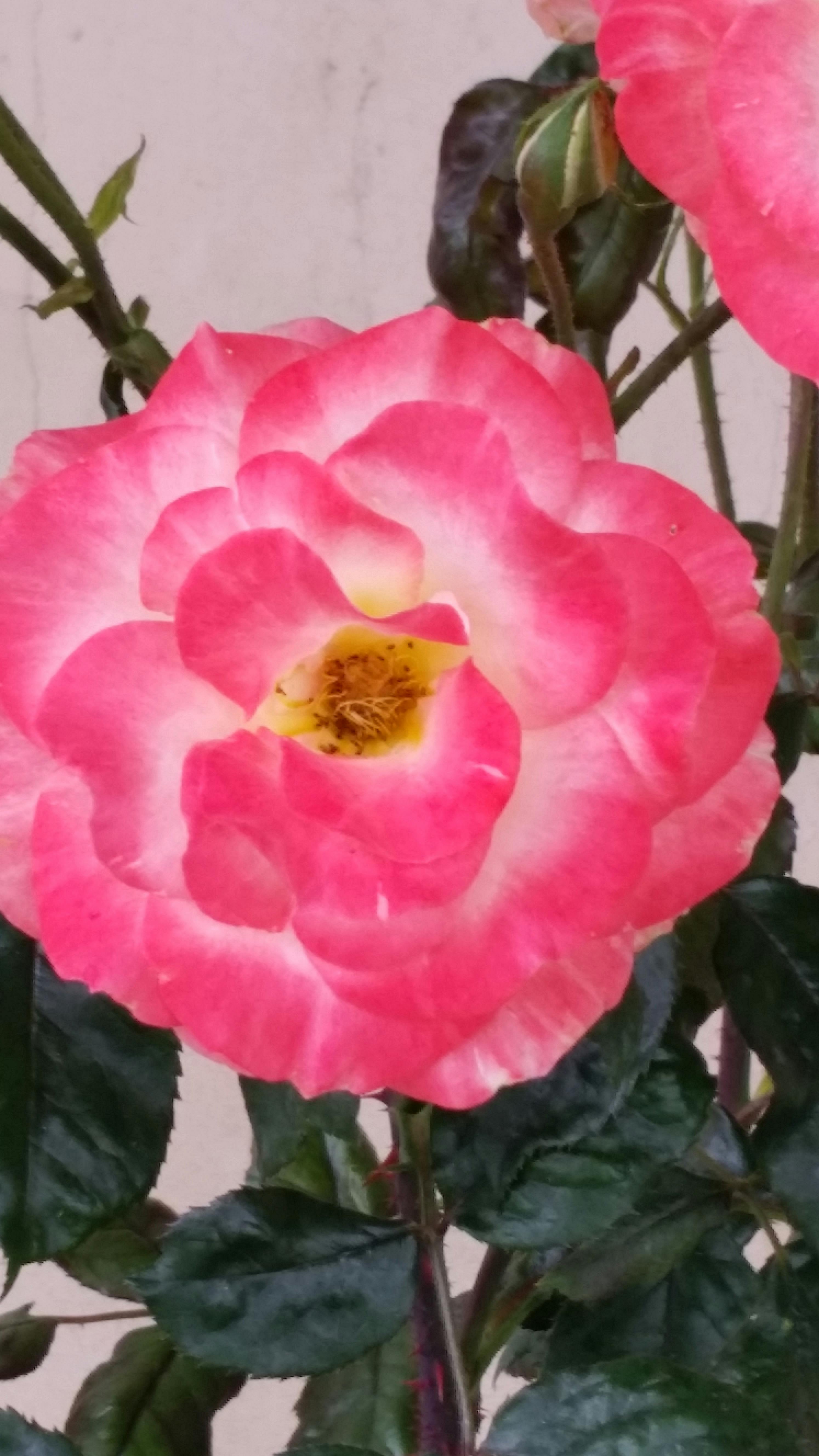 floral dancers 33 Photos & Videos Collected by Reen S