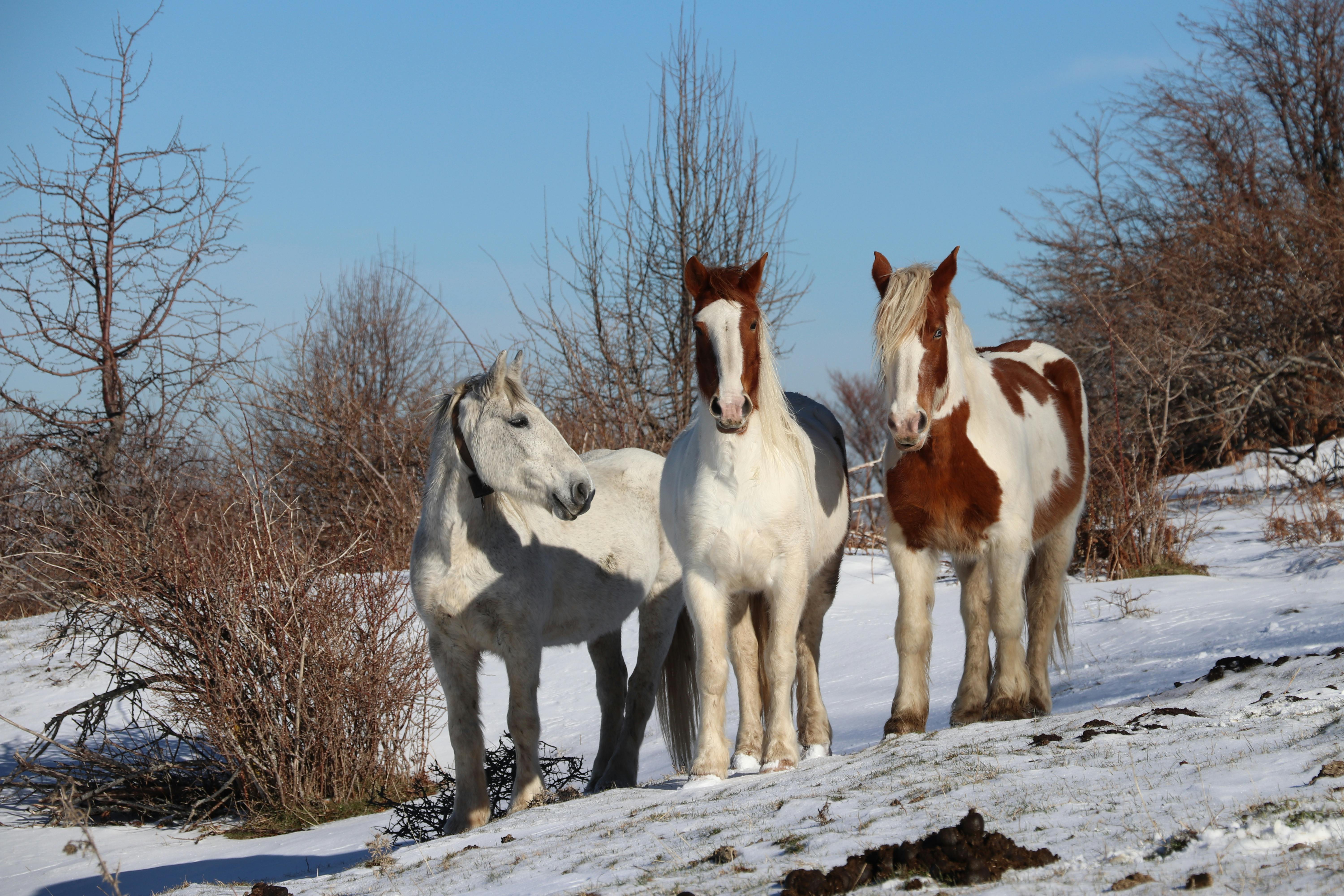Photo of Three Ponies in Winter · Free Stock Photo