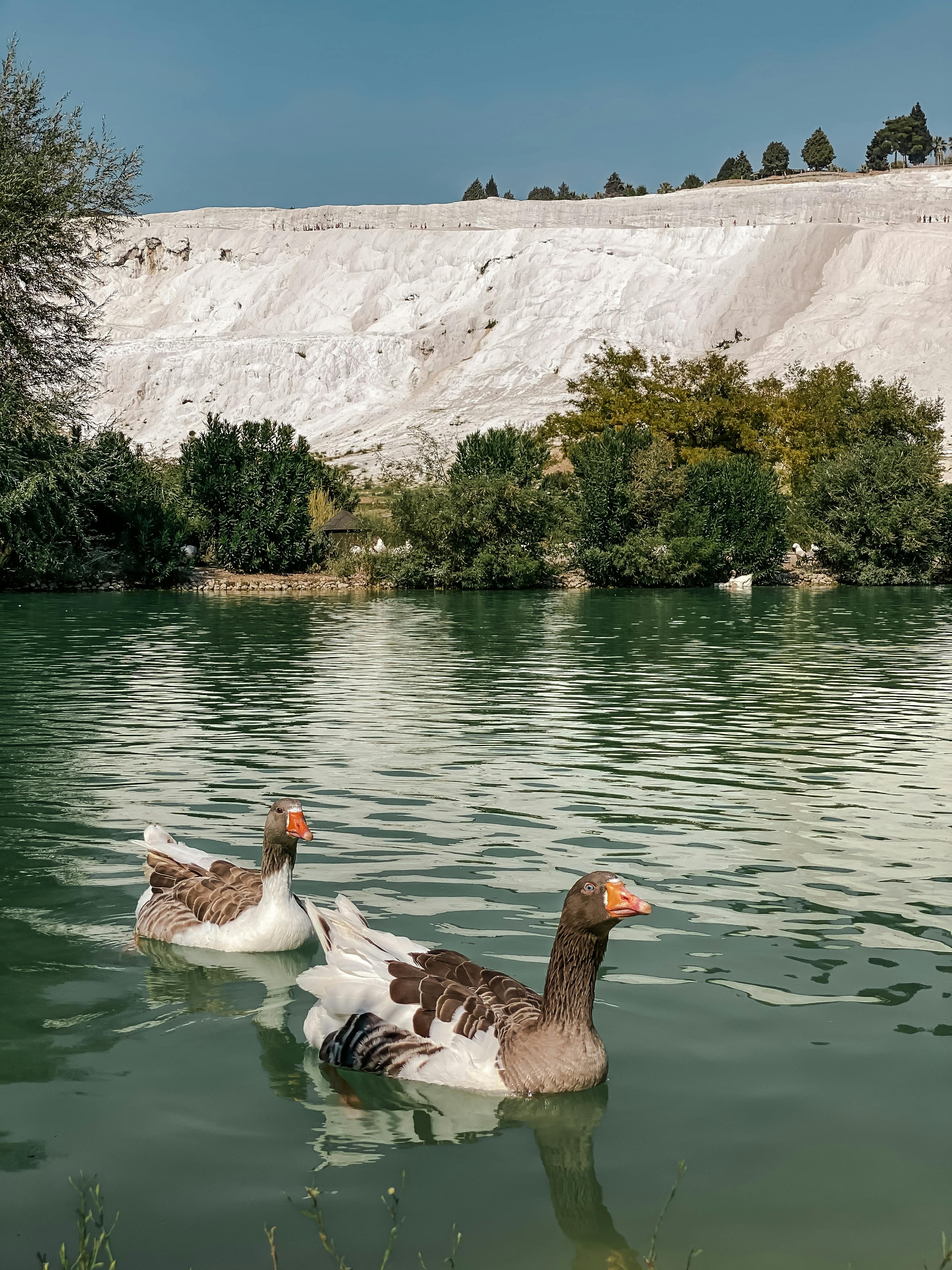 Geese Photos, Download The BEST Free Geese Stock Photos & HD Images