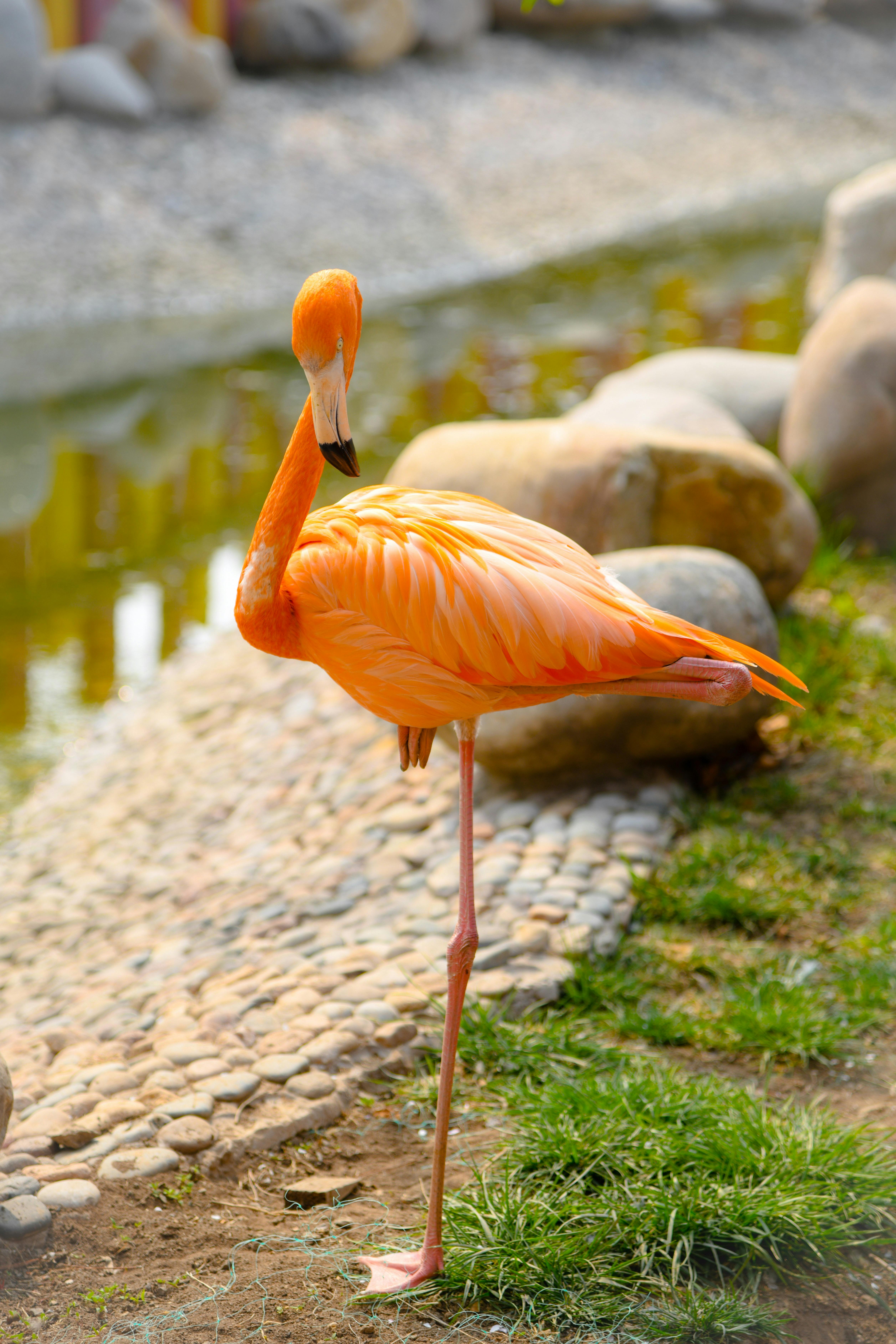 Flamingo Balance Photos, Download The BEST Free Flamingo Balance Stock ...