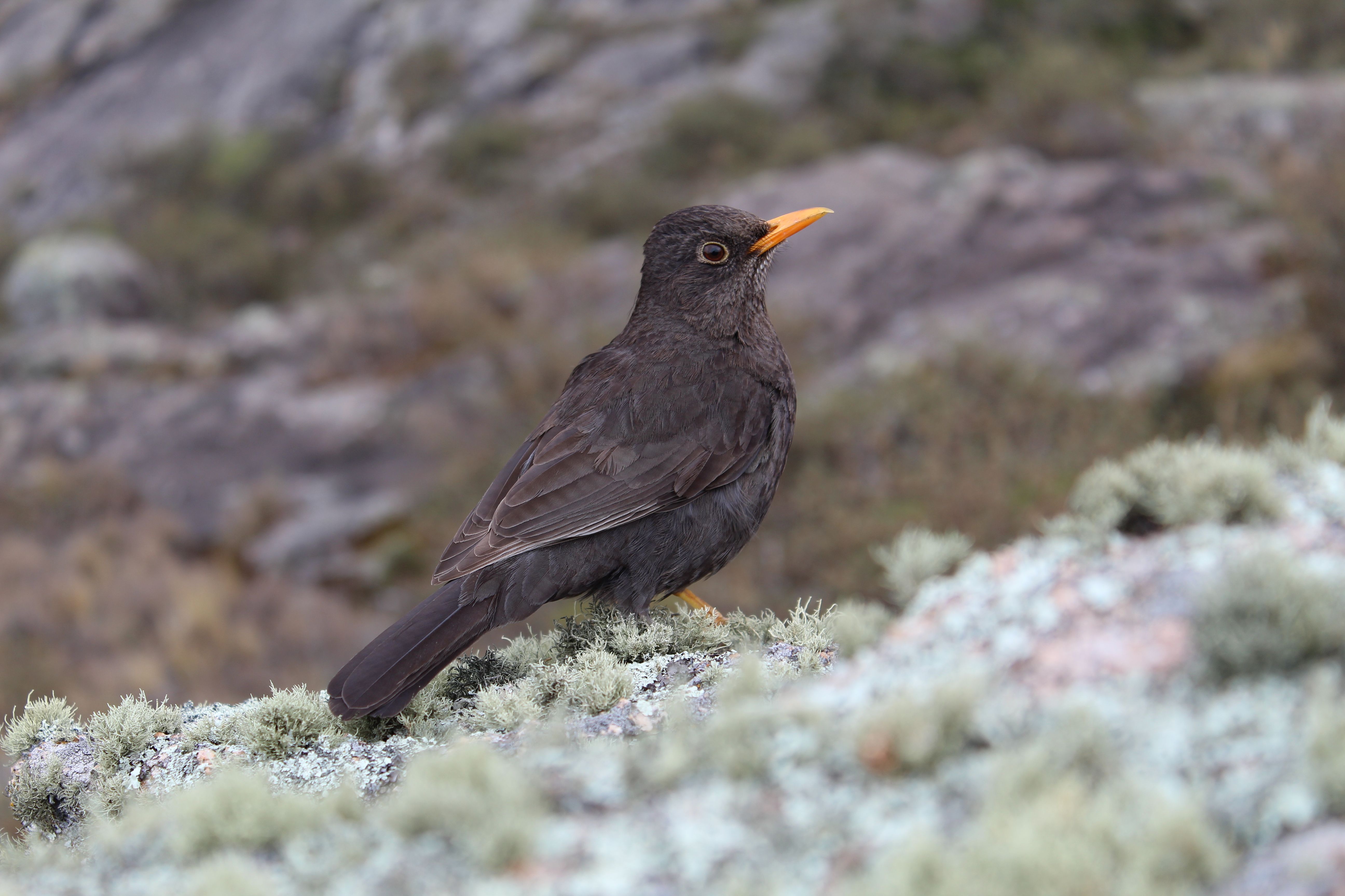 True Thrush Photos, Download Free True Thrush Stock Photos & HD Images