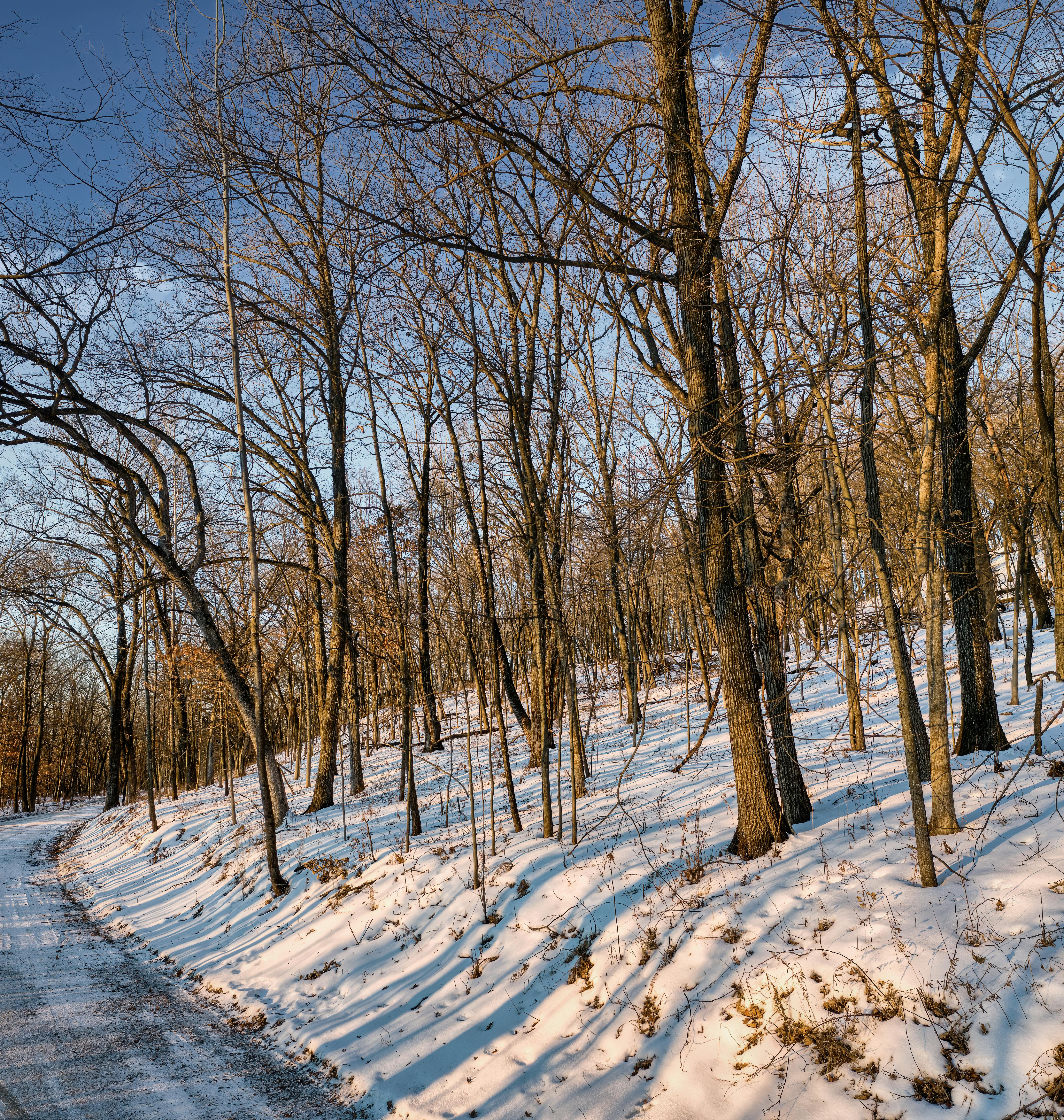 Barren Trees in Snowy Winter · Free Stock Photo