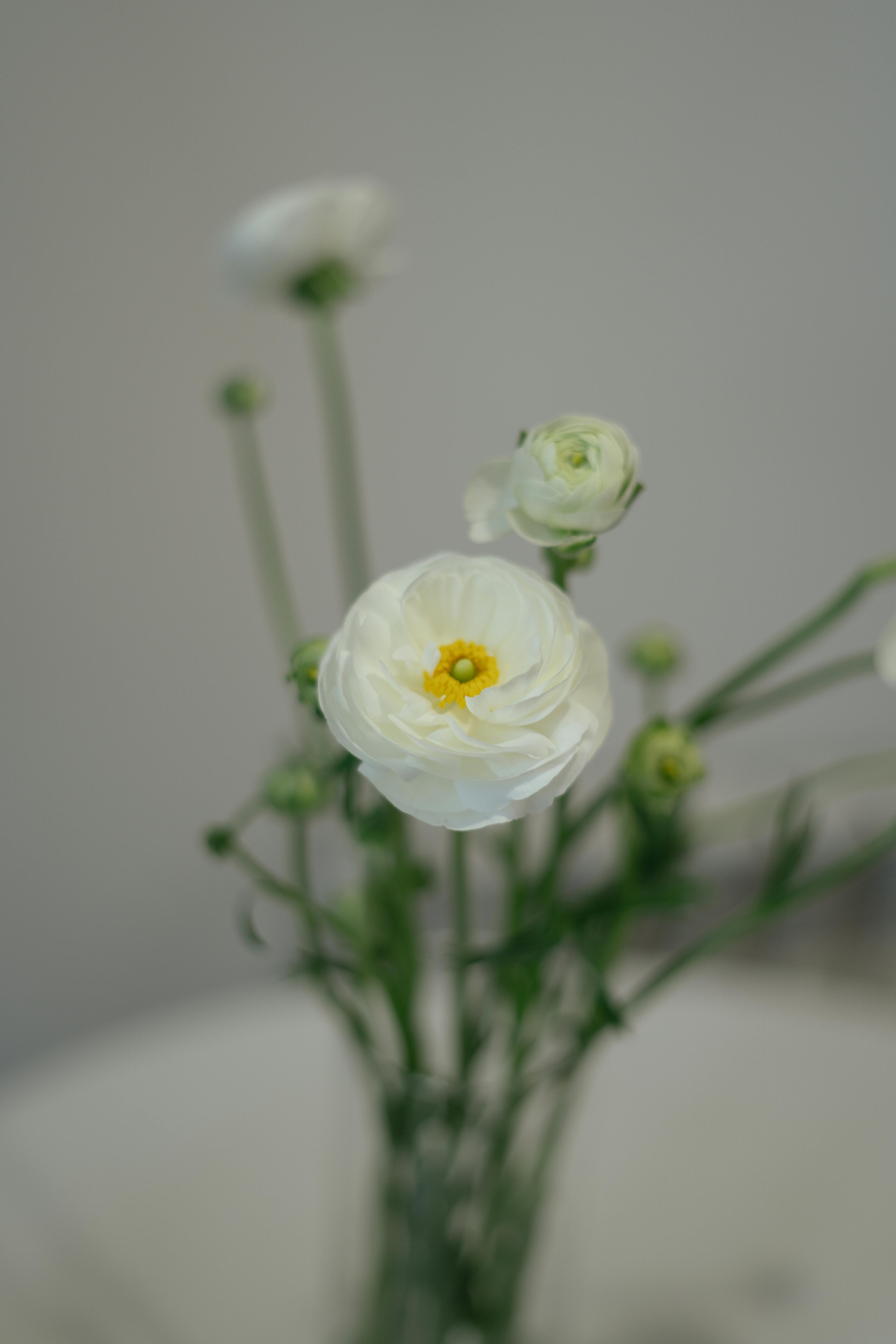 Dried Ranunculus Flowers · Free Stock Photo