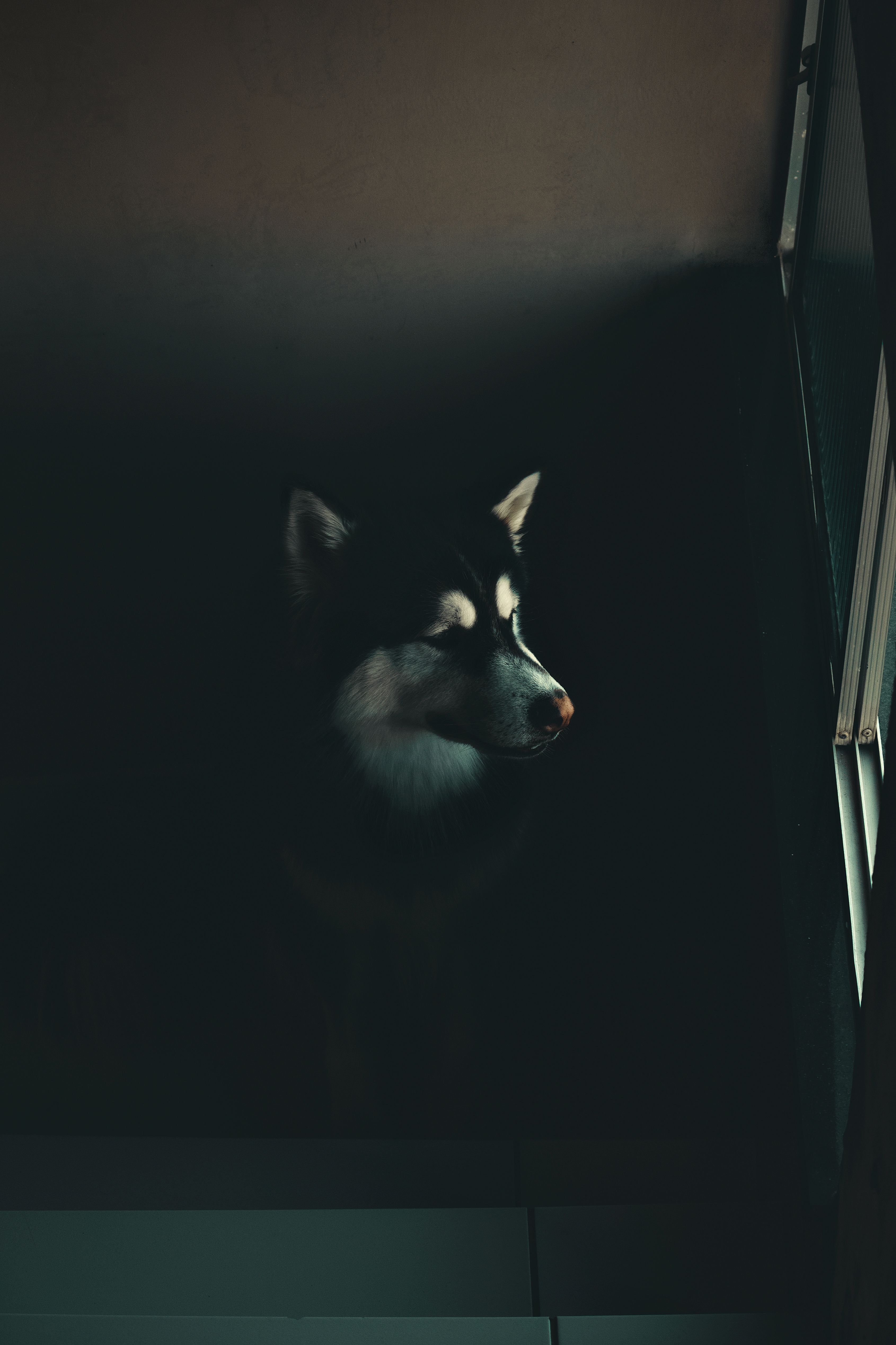 Foto de stock gratuita sobre adorable, canidae, canino, de pura raza ...