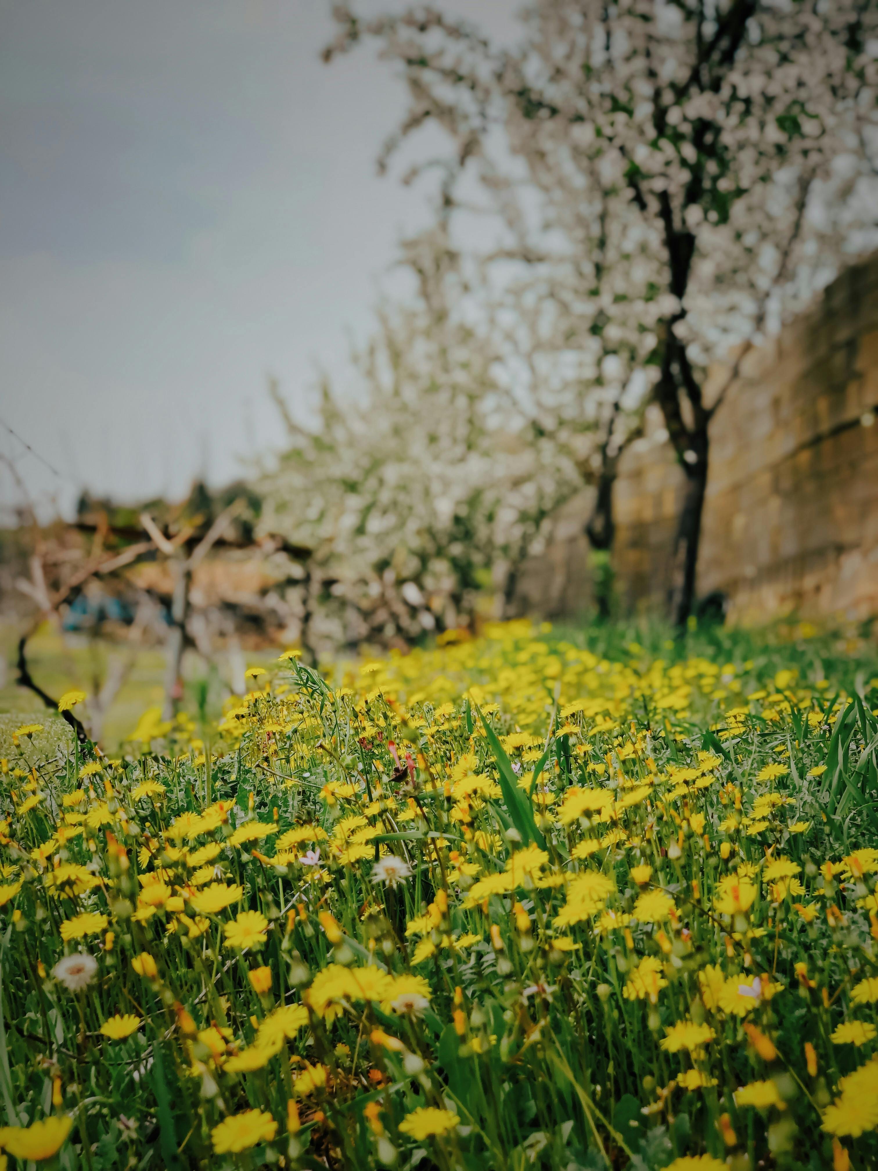 Yellow Bell Flowers on Purple Background · Free Stock Photo
