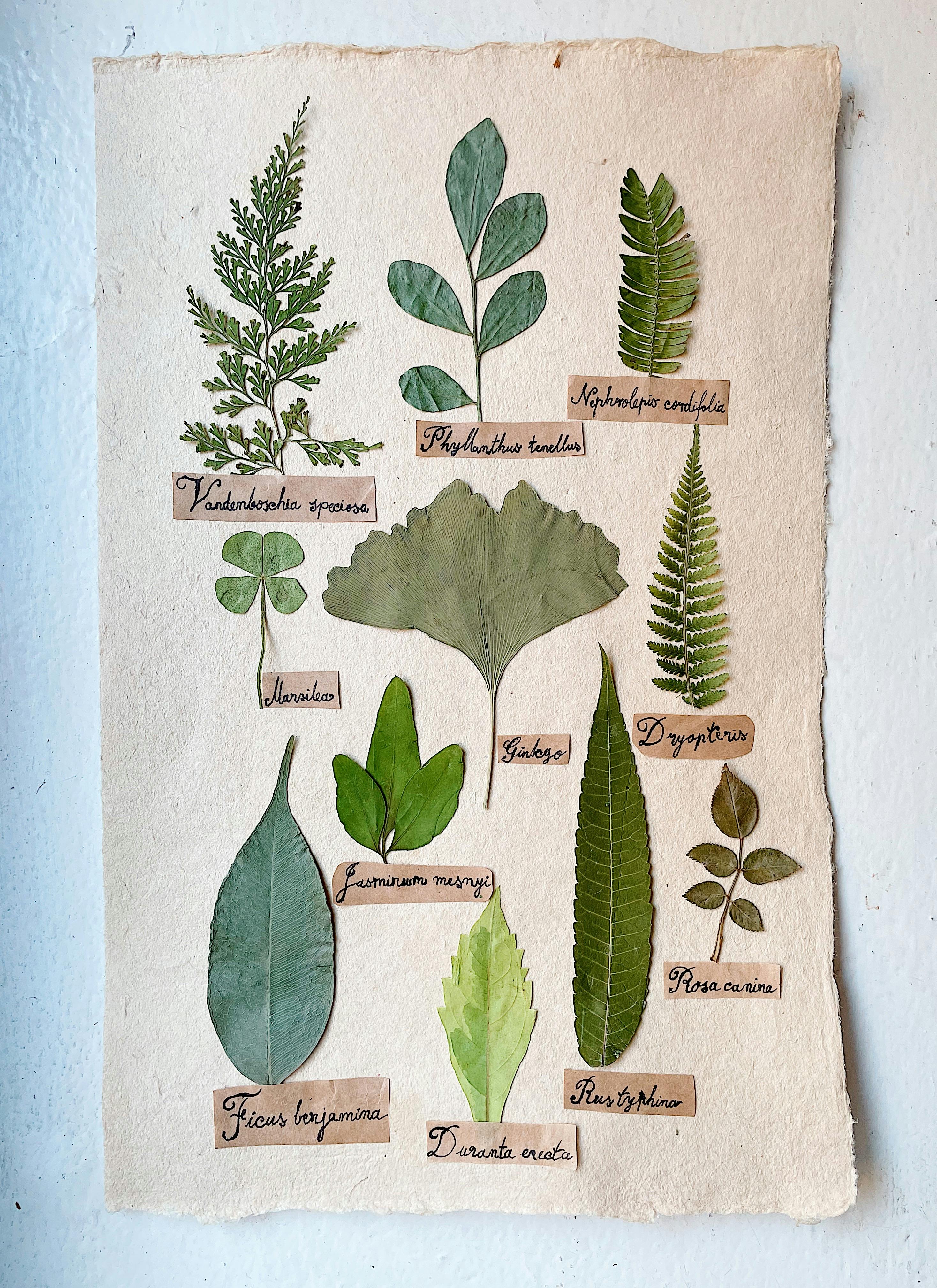 Close-up Photo of Preserved Leaves · Free Stock Photo