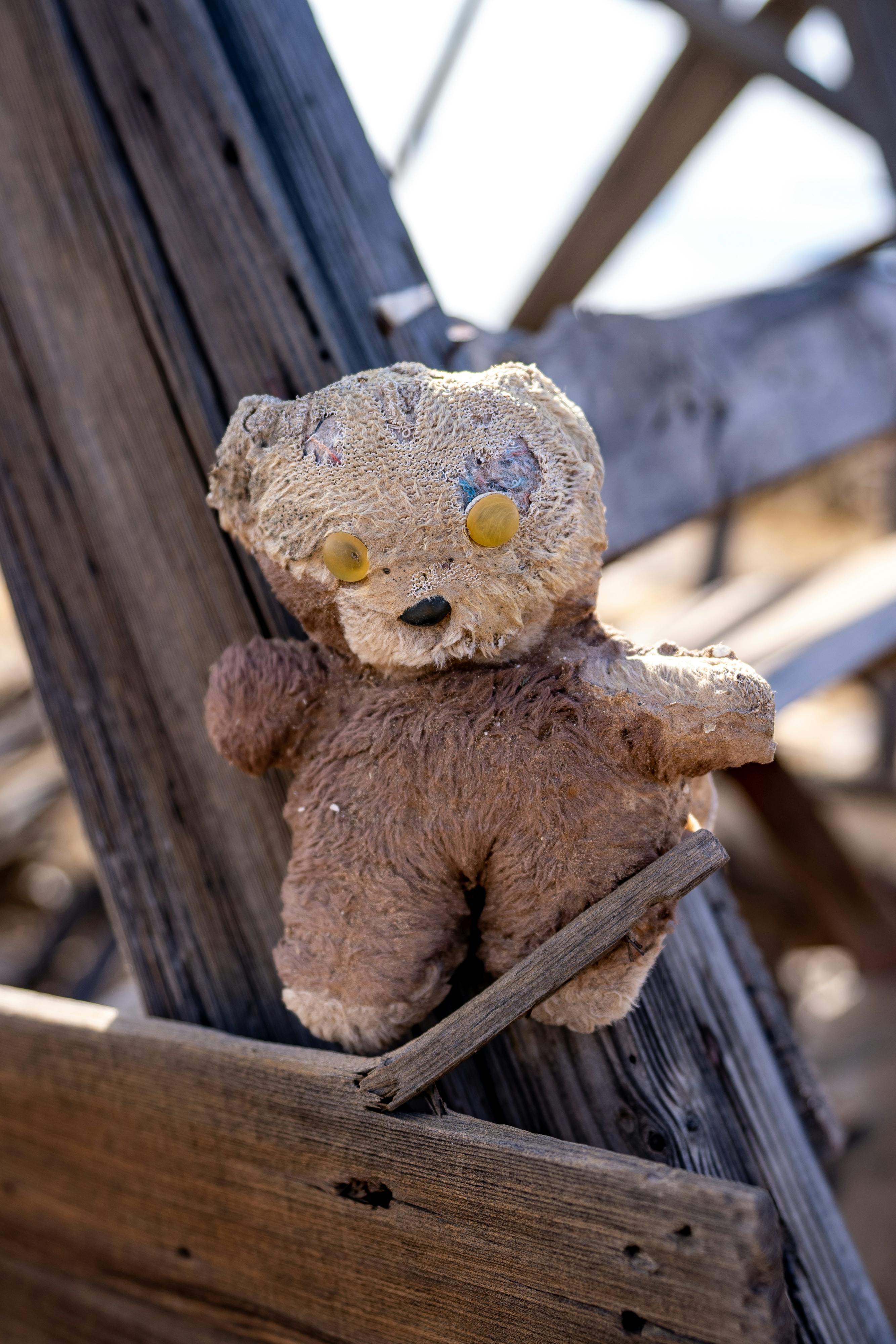 Decaying Plush Toy · Free Stock Photo