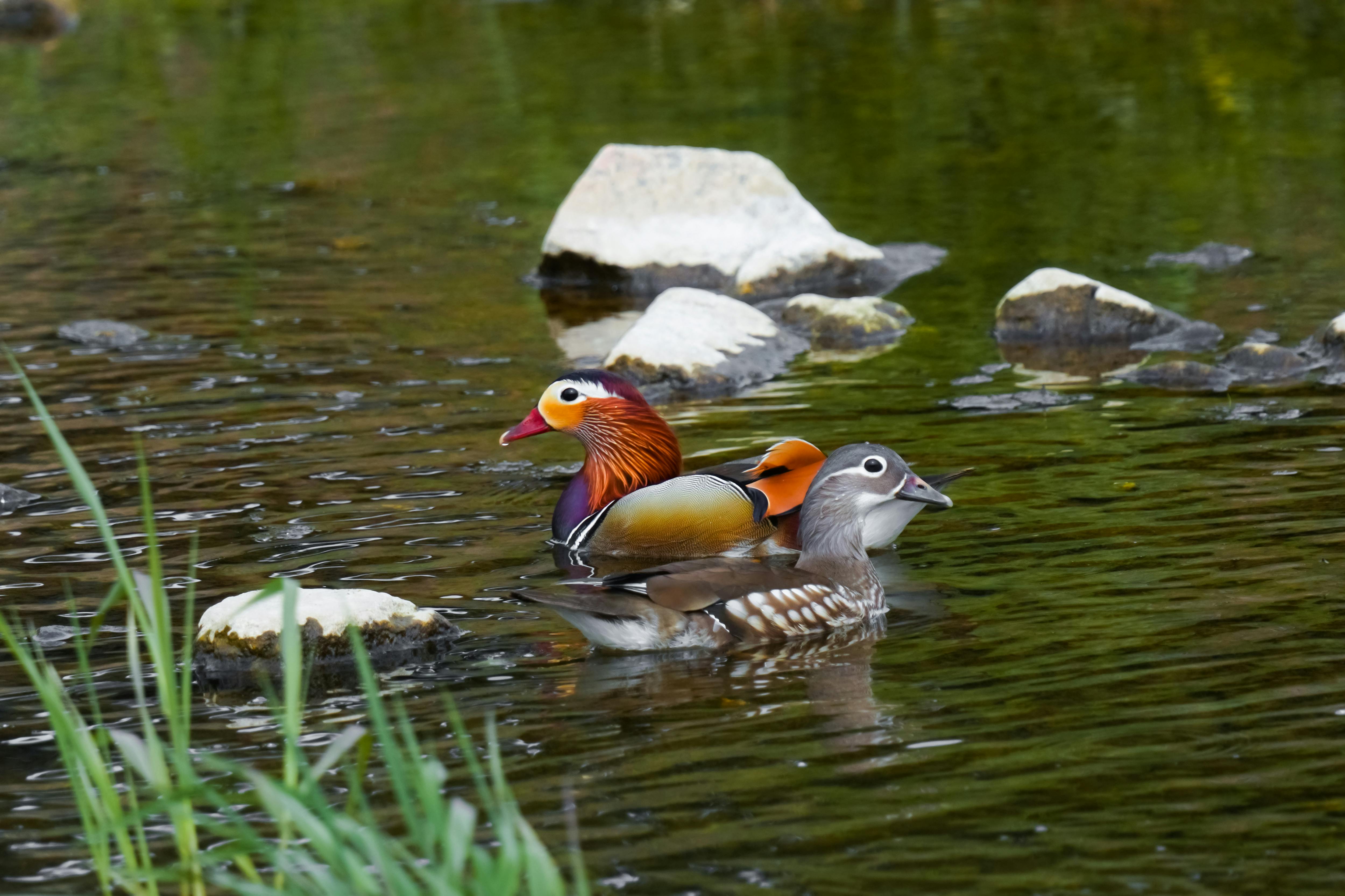 Colorful Ducks Photos, Download The BEST Free Colorful Ducks Stock ...