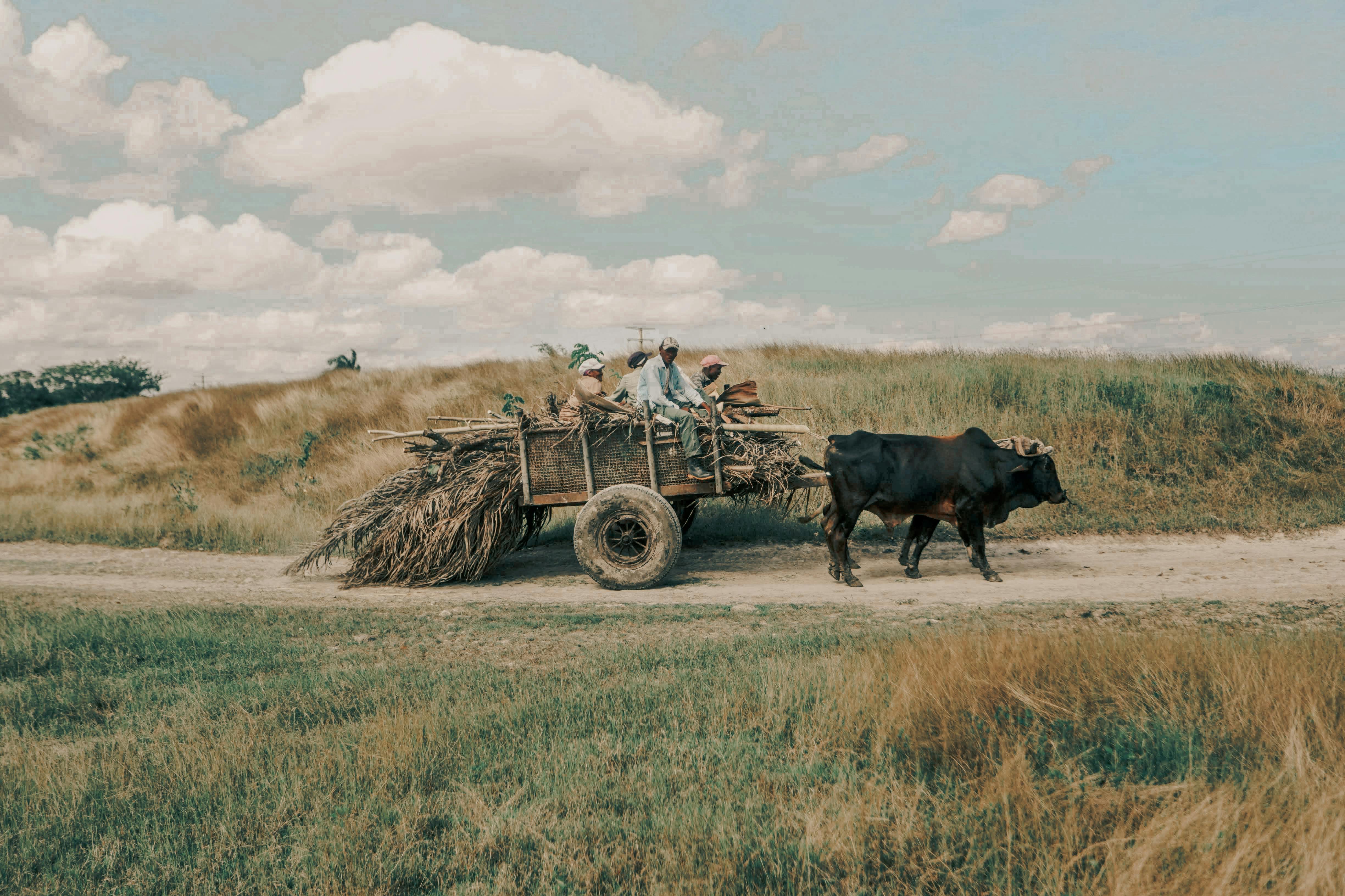 Photo of an Ox Pulling a Wagon · Free Stock Photo