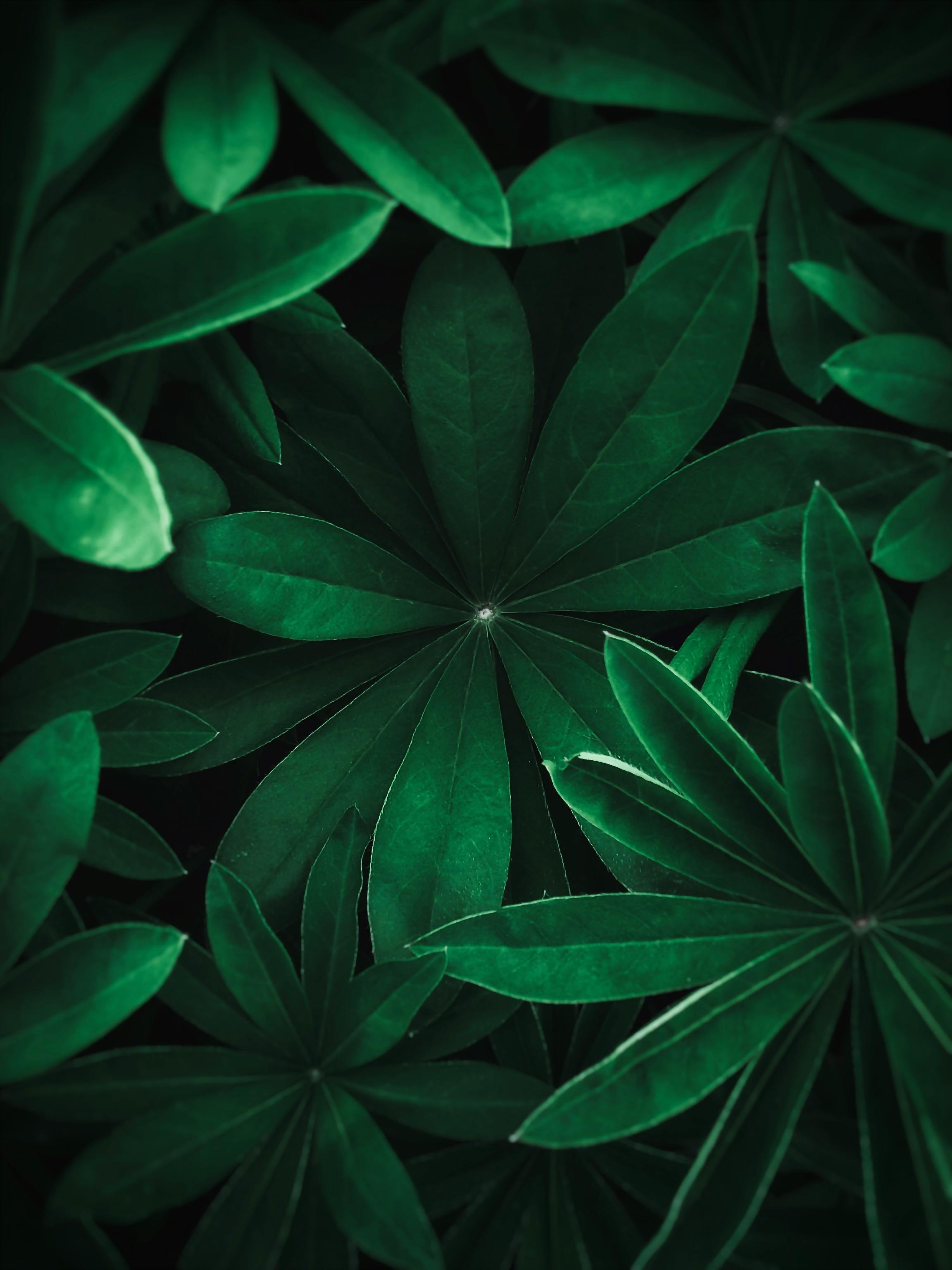 147,724+ Best Free Dark green leaves Stock Photos & Images · 100% ...