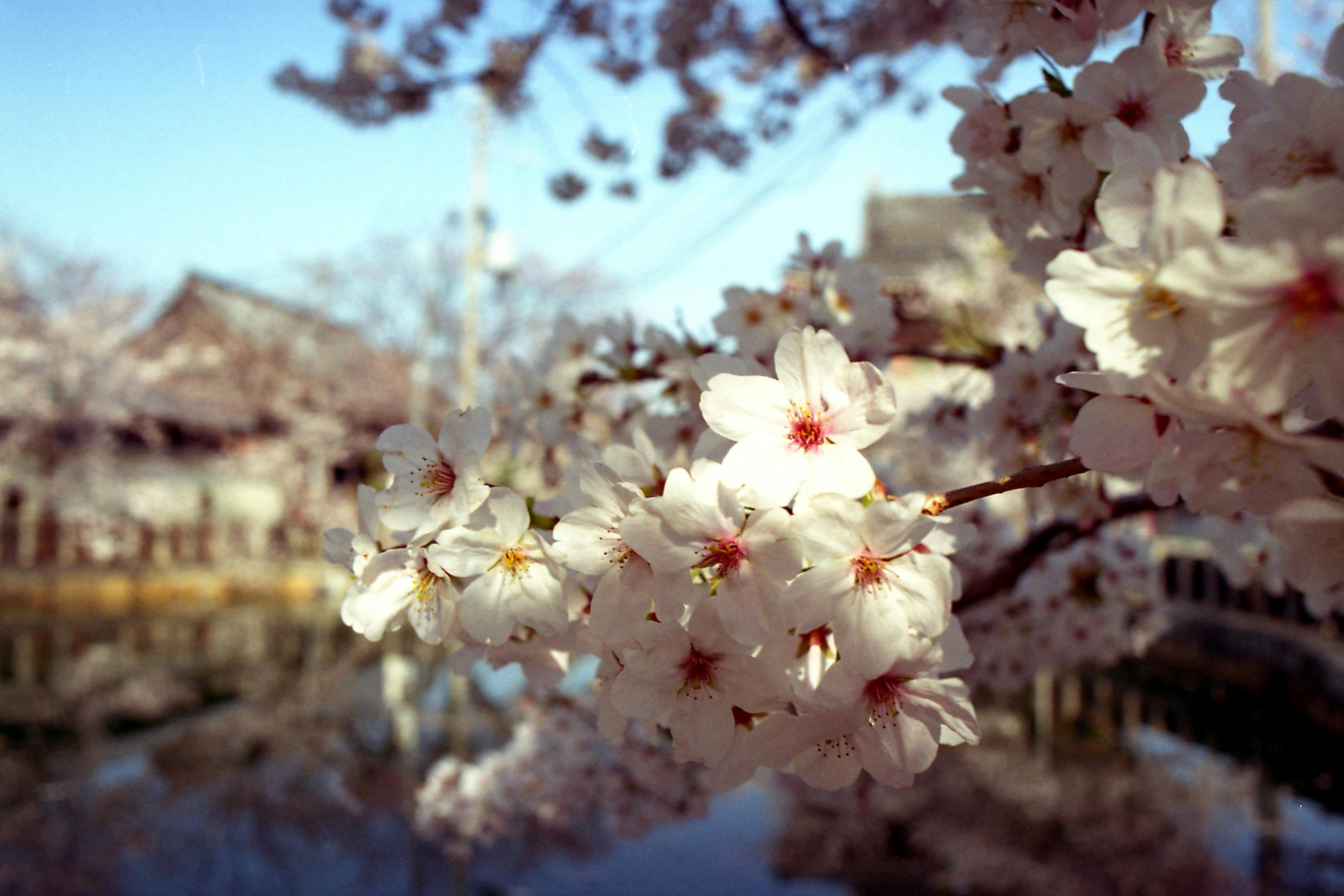 White Cherry Blossoms · Free Stock Photo
