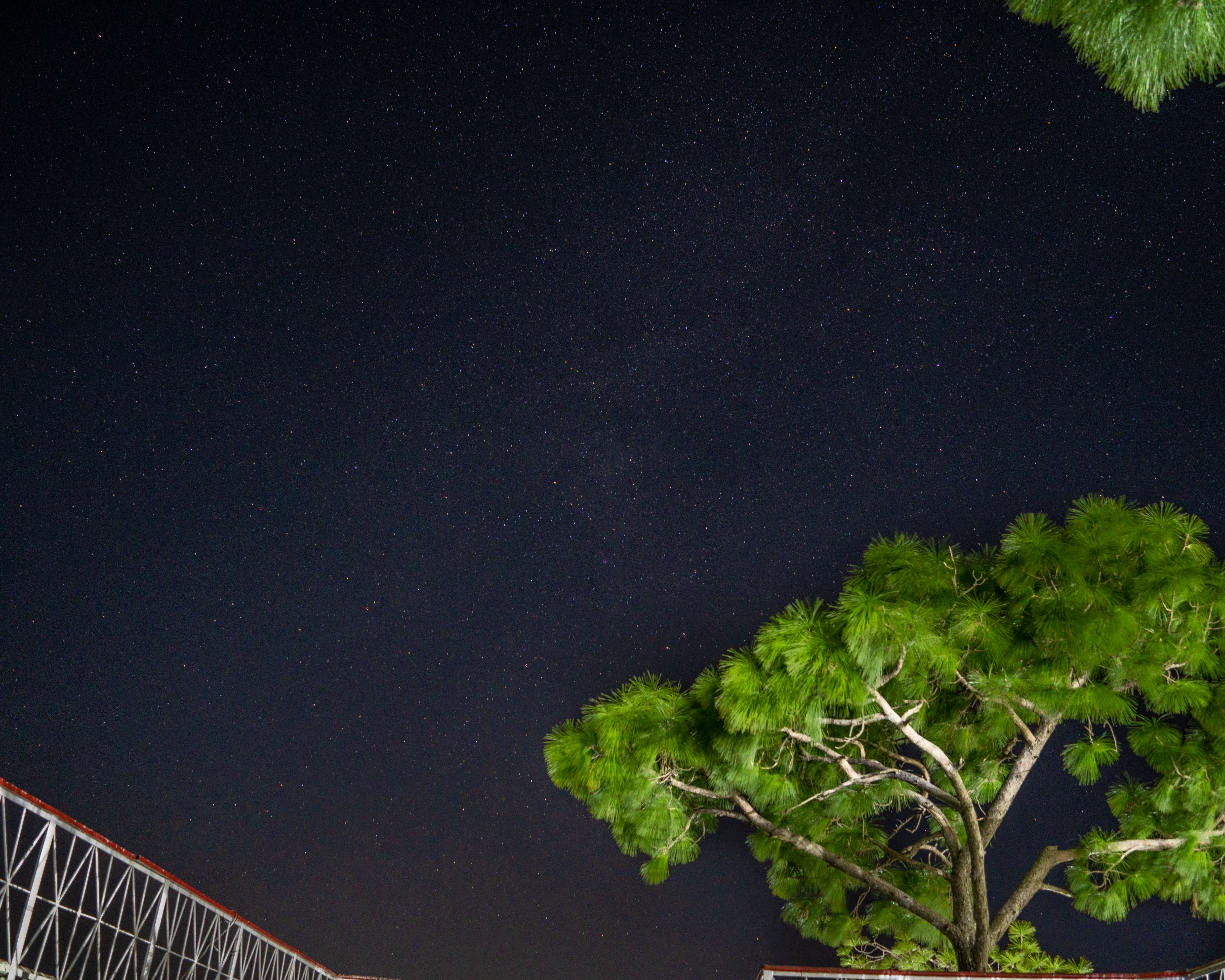Green Trees Under Night Sky · Free Stock Photo