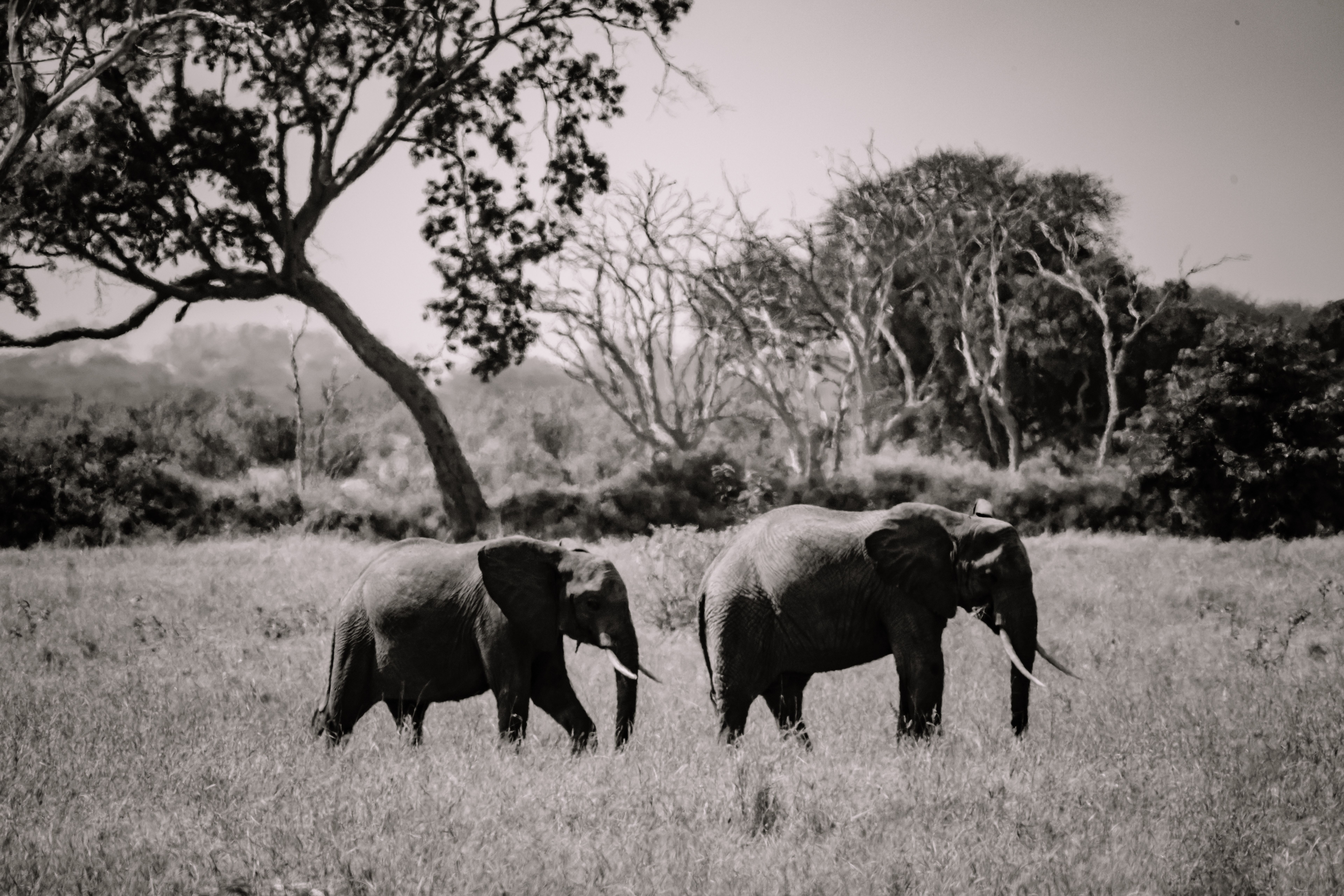 Wildlife Imagery Photos, Download The BEST Free Wildlife Imagery Stock ...