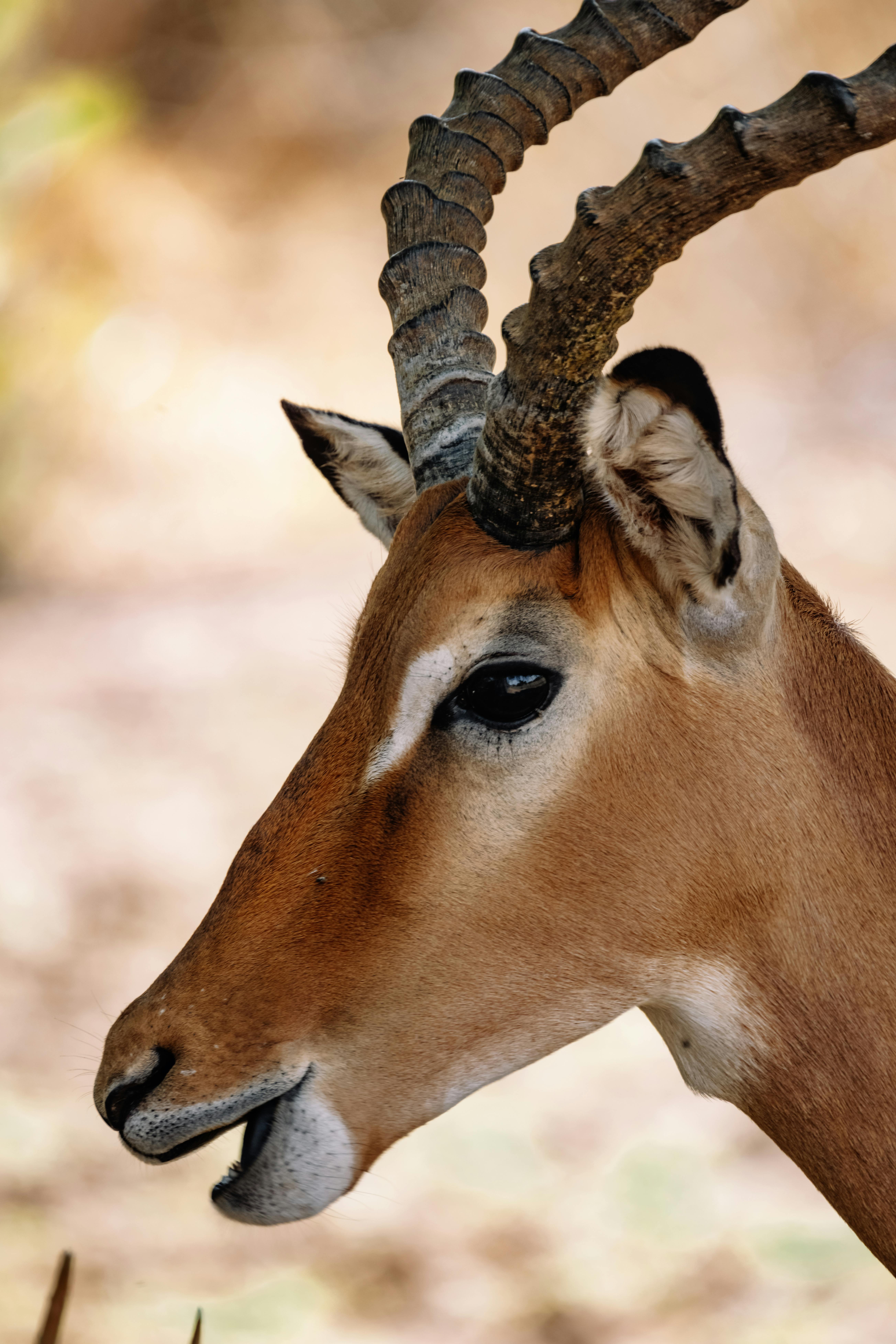Close Up Photo of an Impala · Free Stock Photo