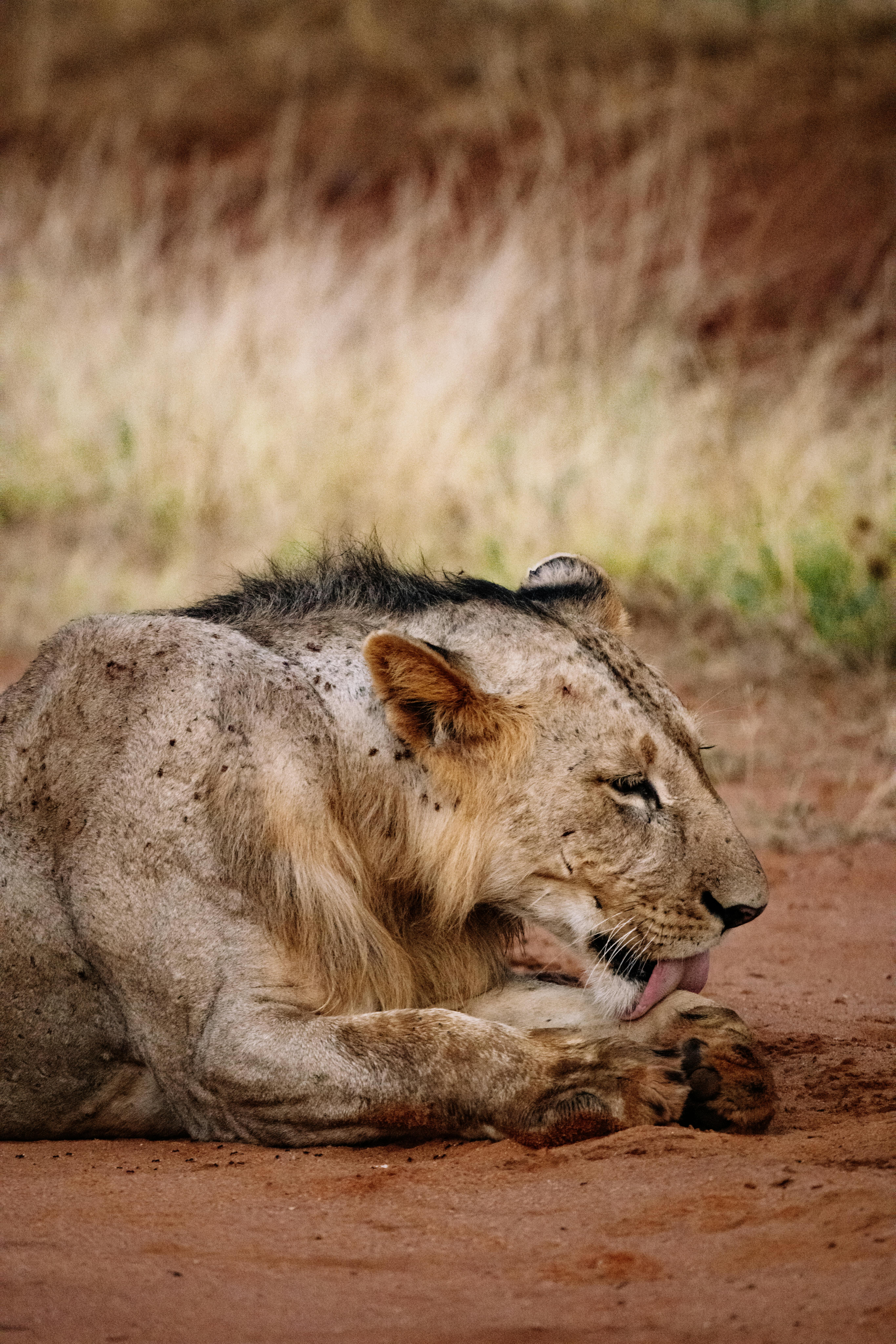 Brown Lion Eating Meat · Free Stock Photo