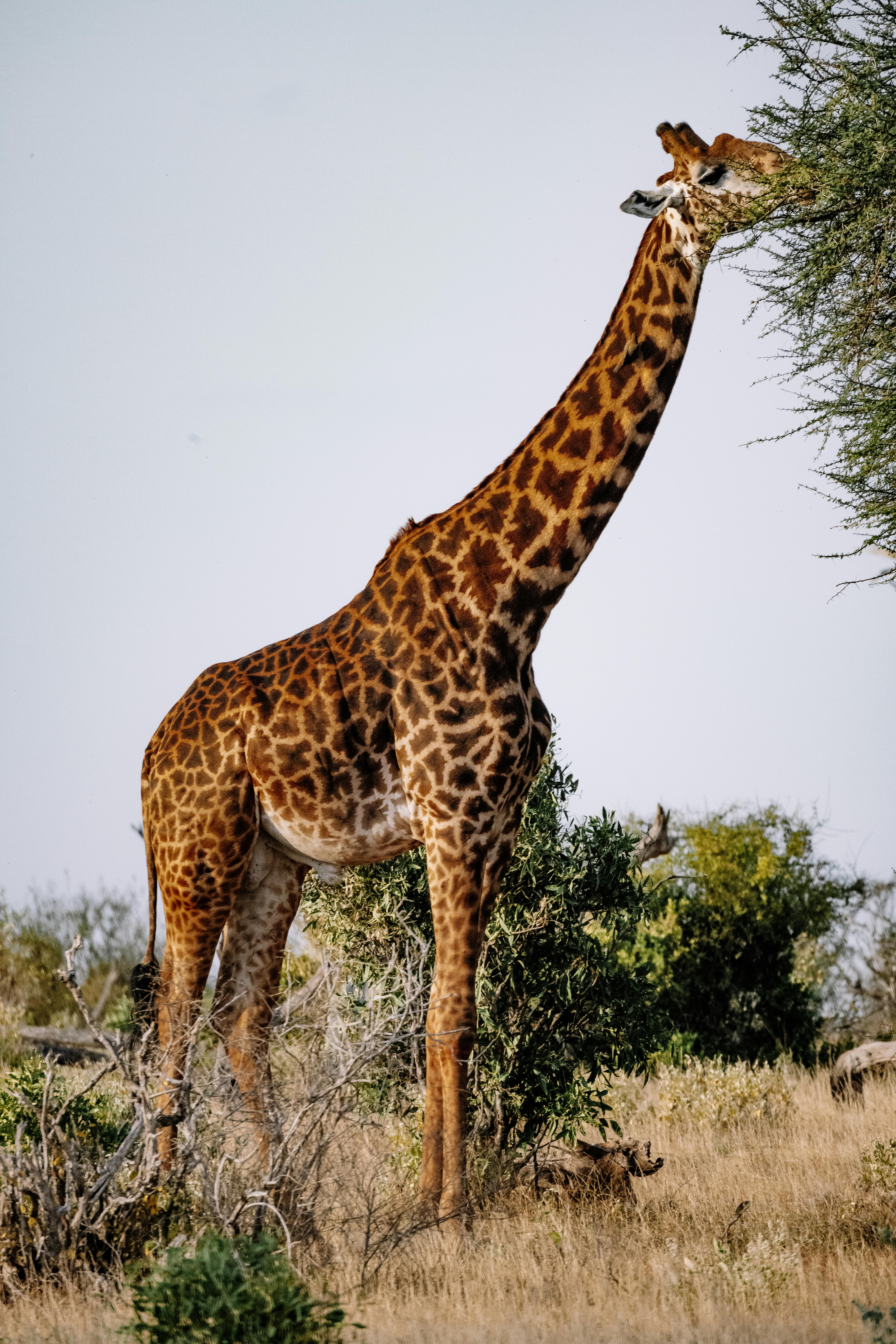 Giraffe eating on a Tree · Free Stock Photo