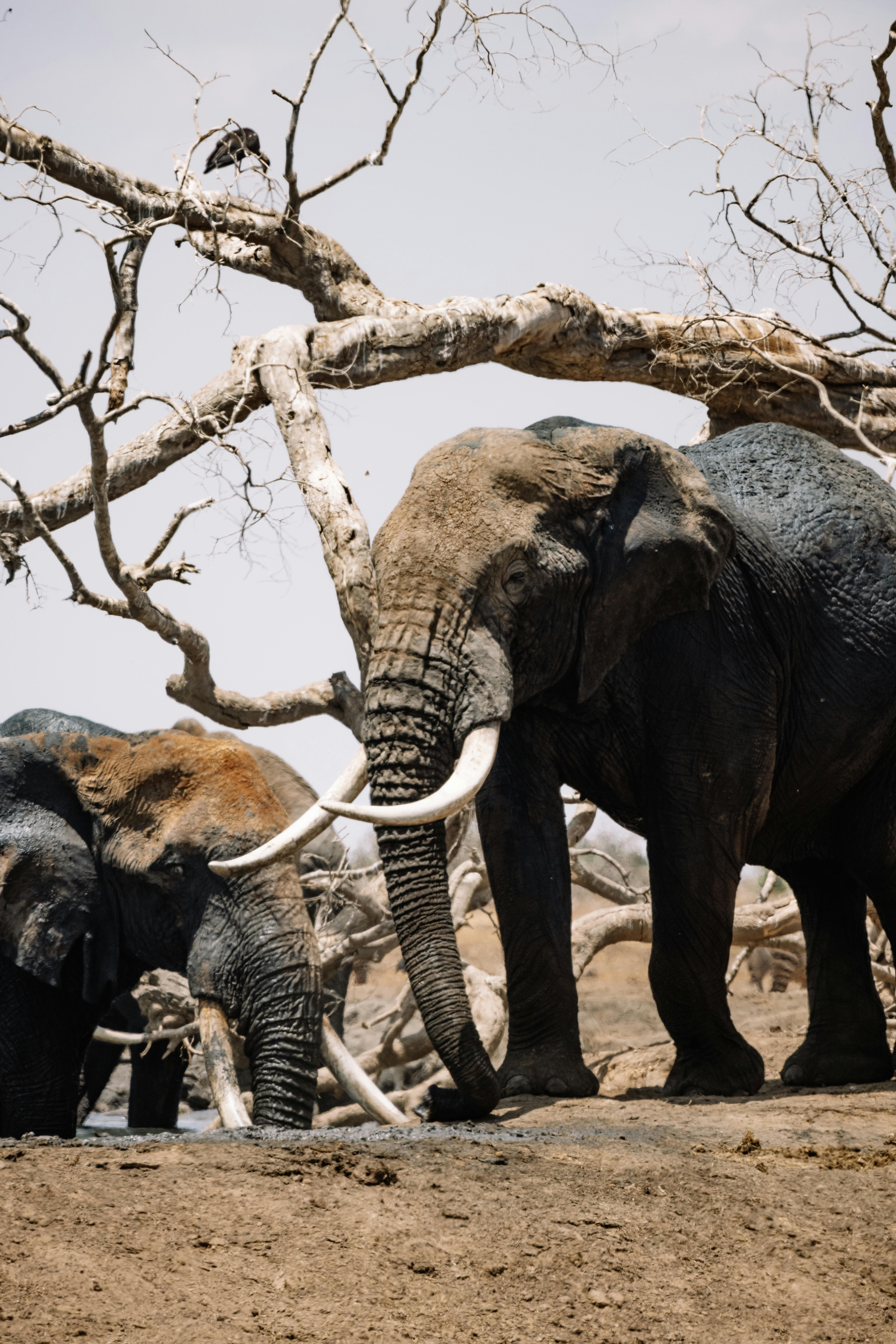 Elephants near a Bare Tree · Free Stock Photo