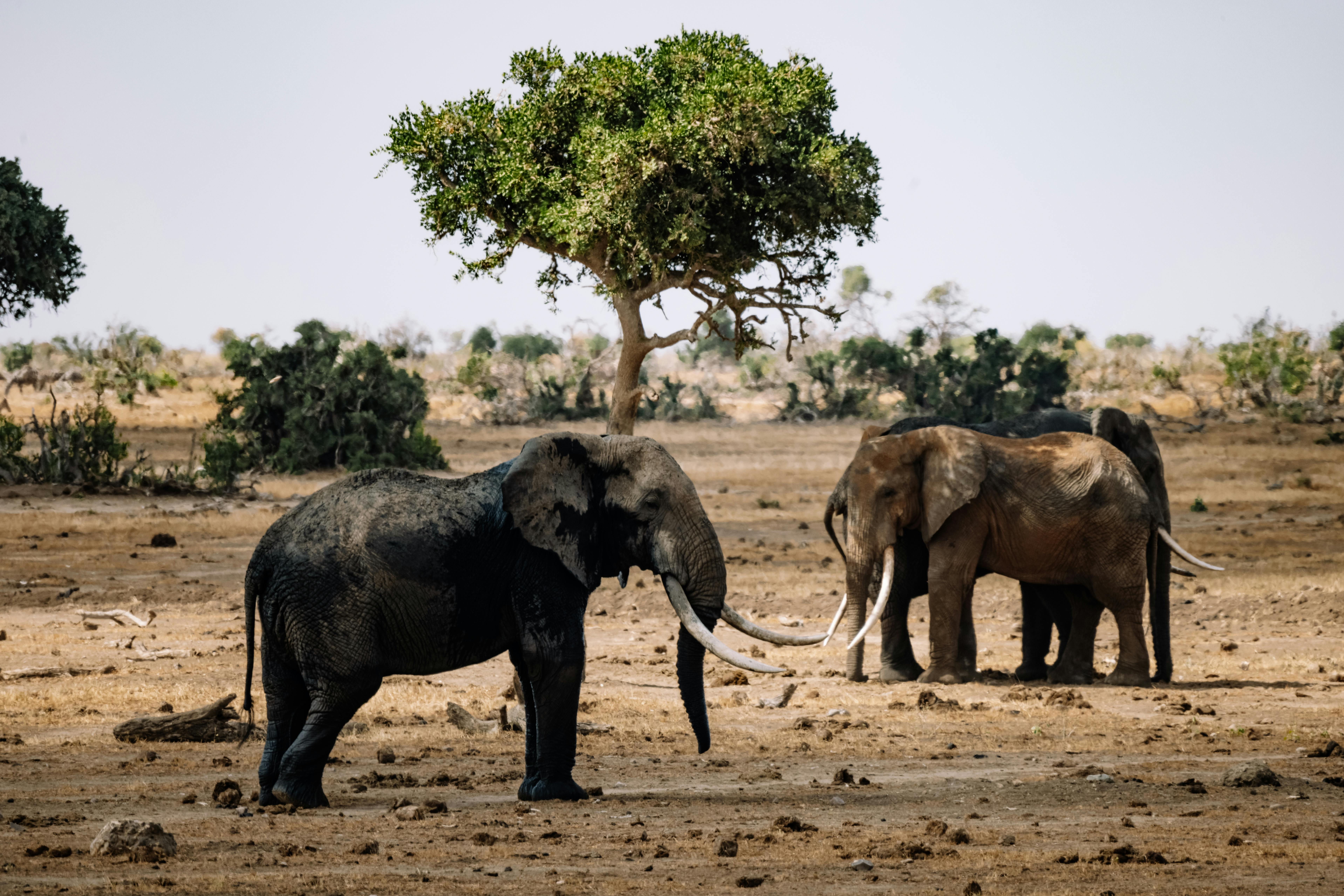 Elephant Social Structure Photos, Download The BEST Free Elephant ...