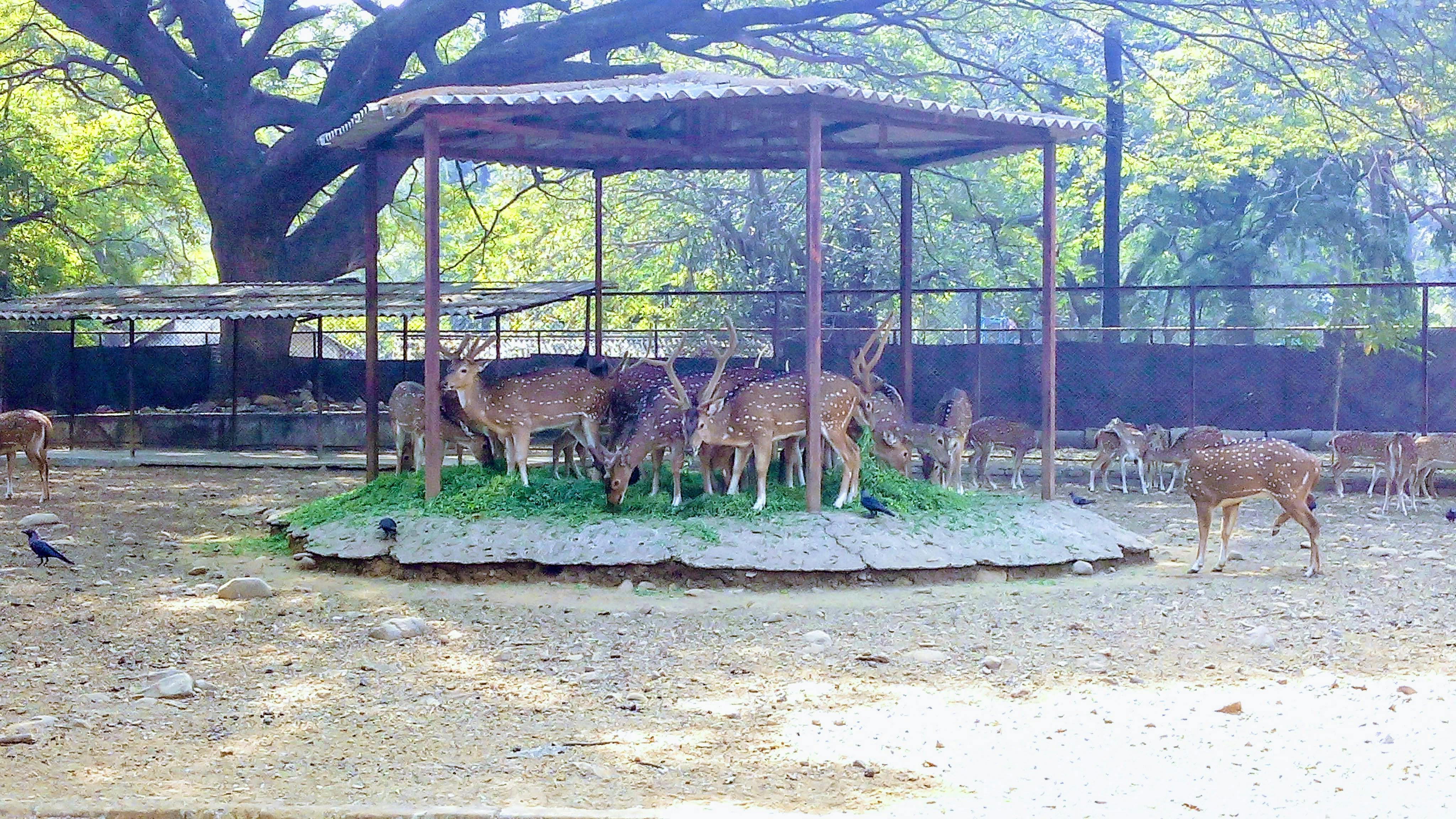 Animals/pets 5 Photos & Videos Collected by Pratap Parui