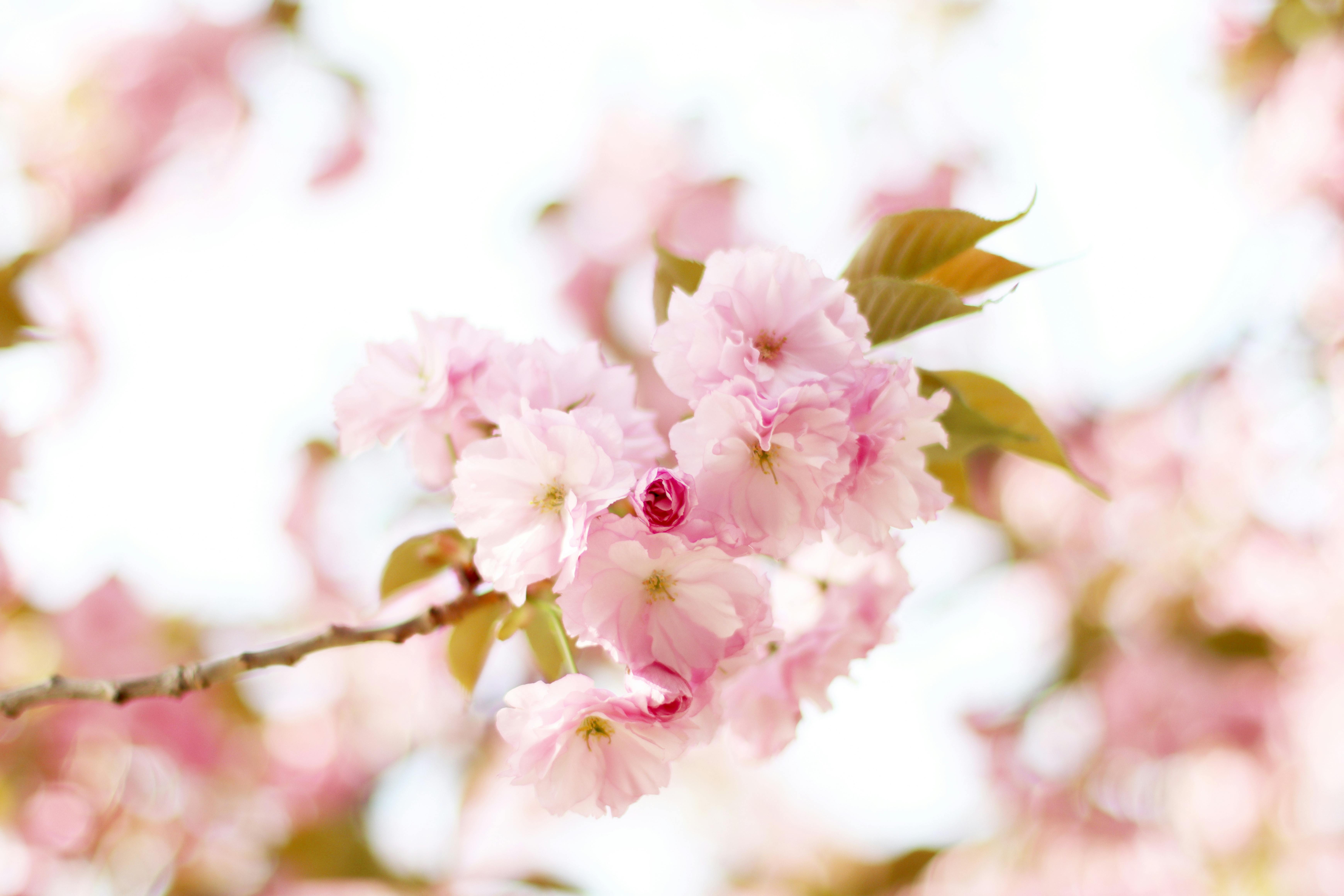 Close Up Photo of Pink Flowers · Free Stock Photo