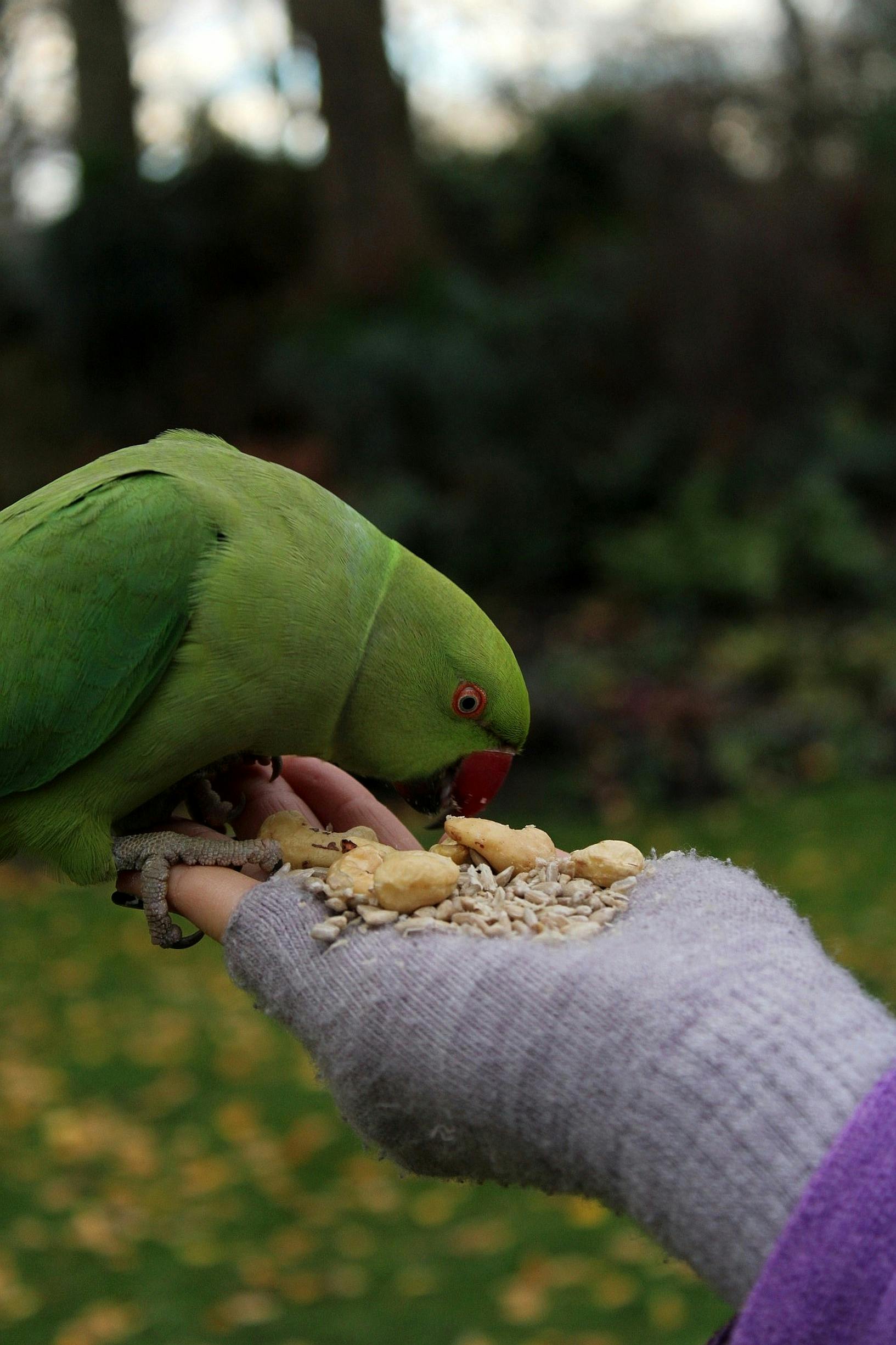 Green Parrot on Person's Hand · Free Stock Photo
