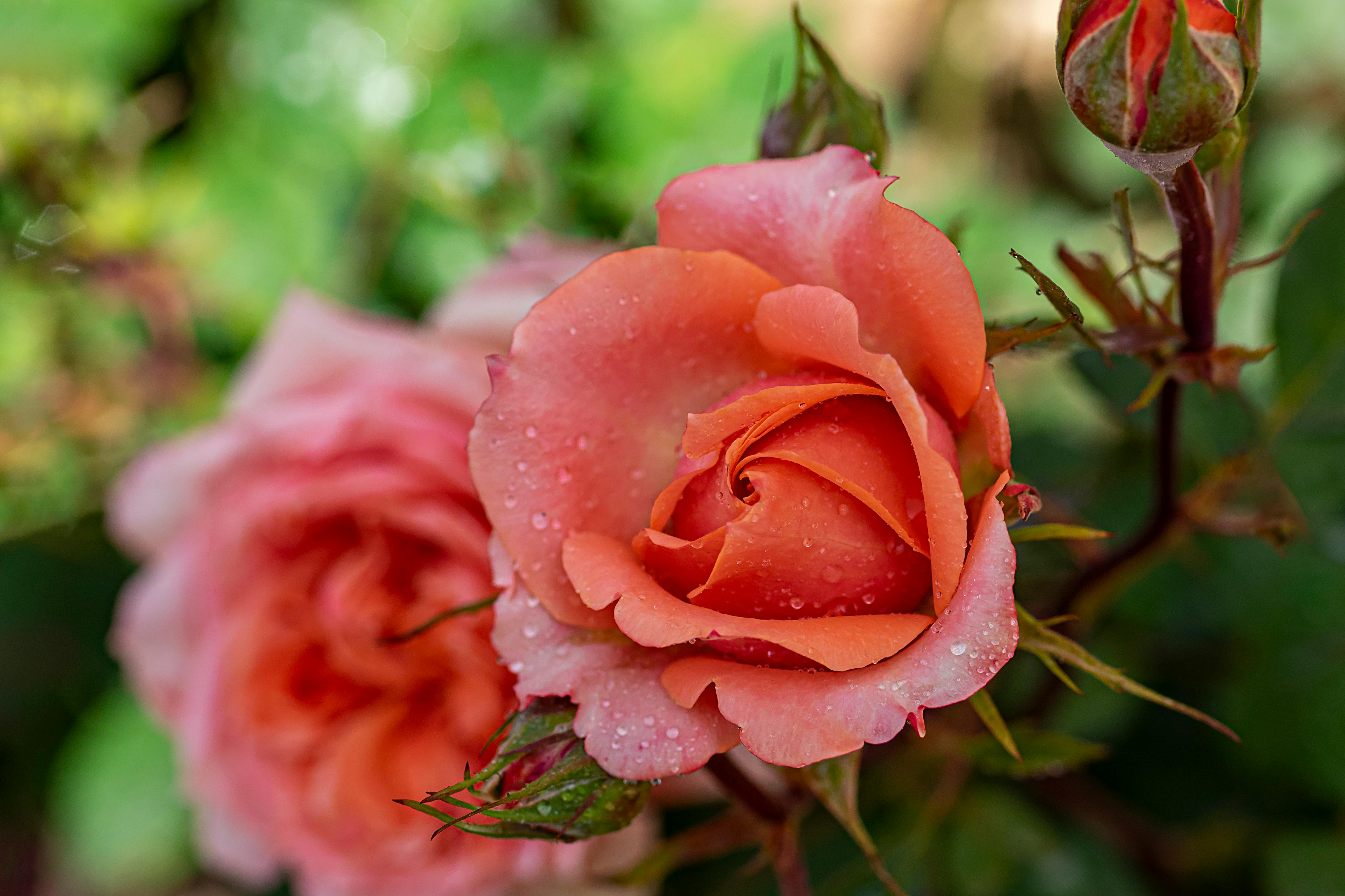30,000+ Best Wet Roses Photos · 100% Free Download · Pexels Stock Photos