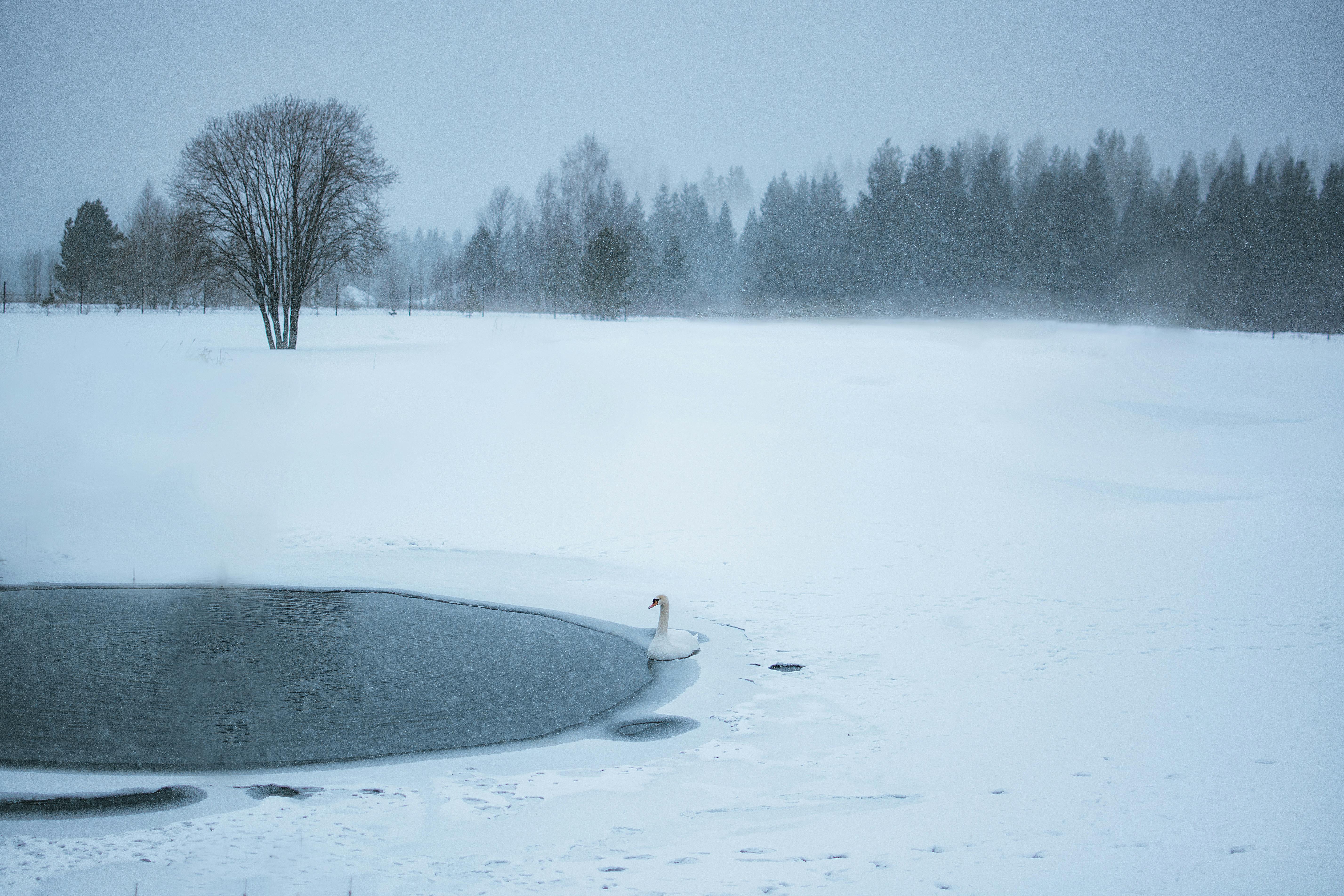 Snow Covered Ground with Puddle · Free Stock Photo