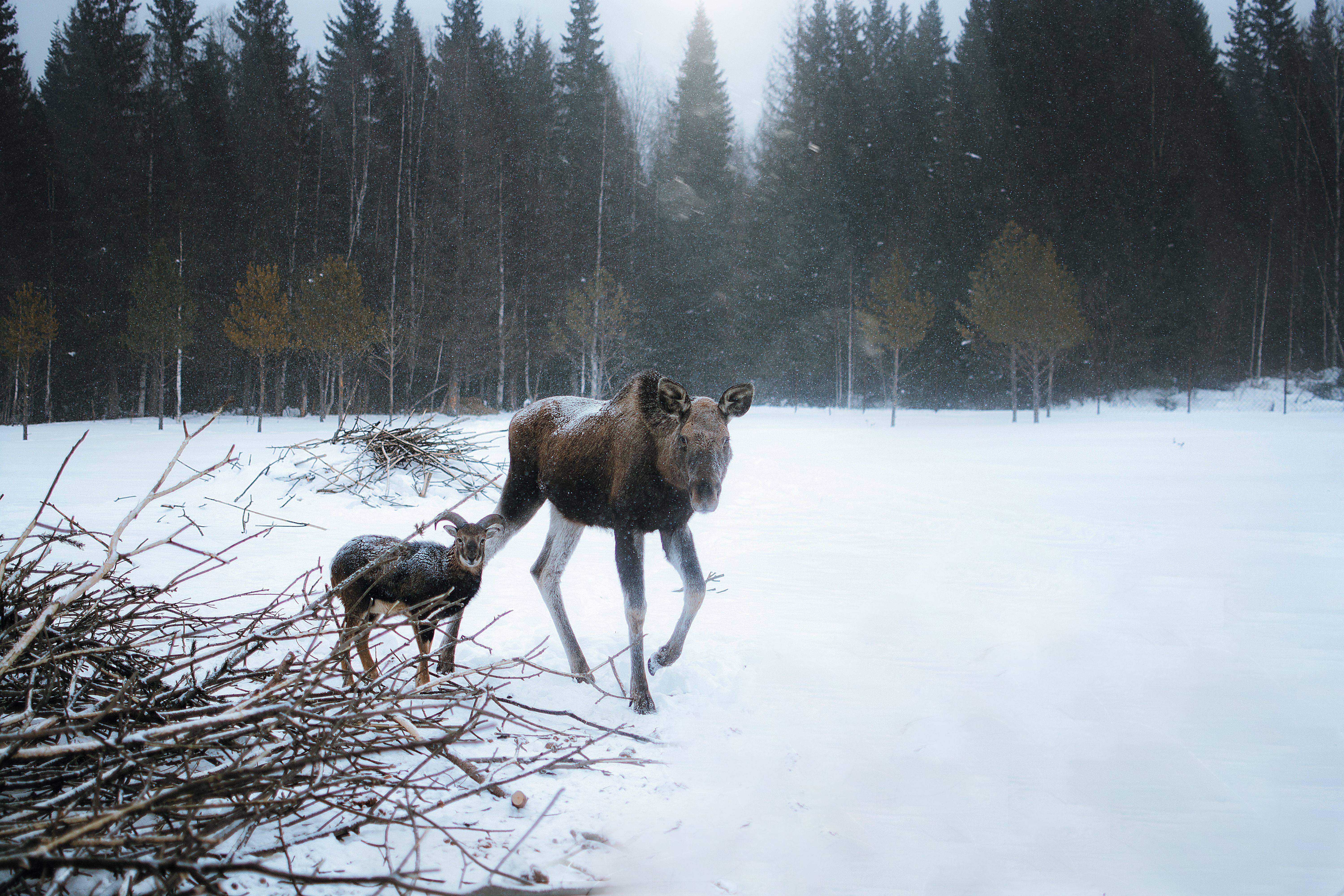 Moose walking on a Snow Covered Land · Free Stock Photo