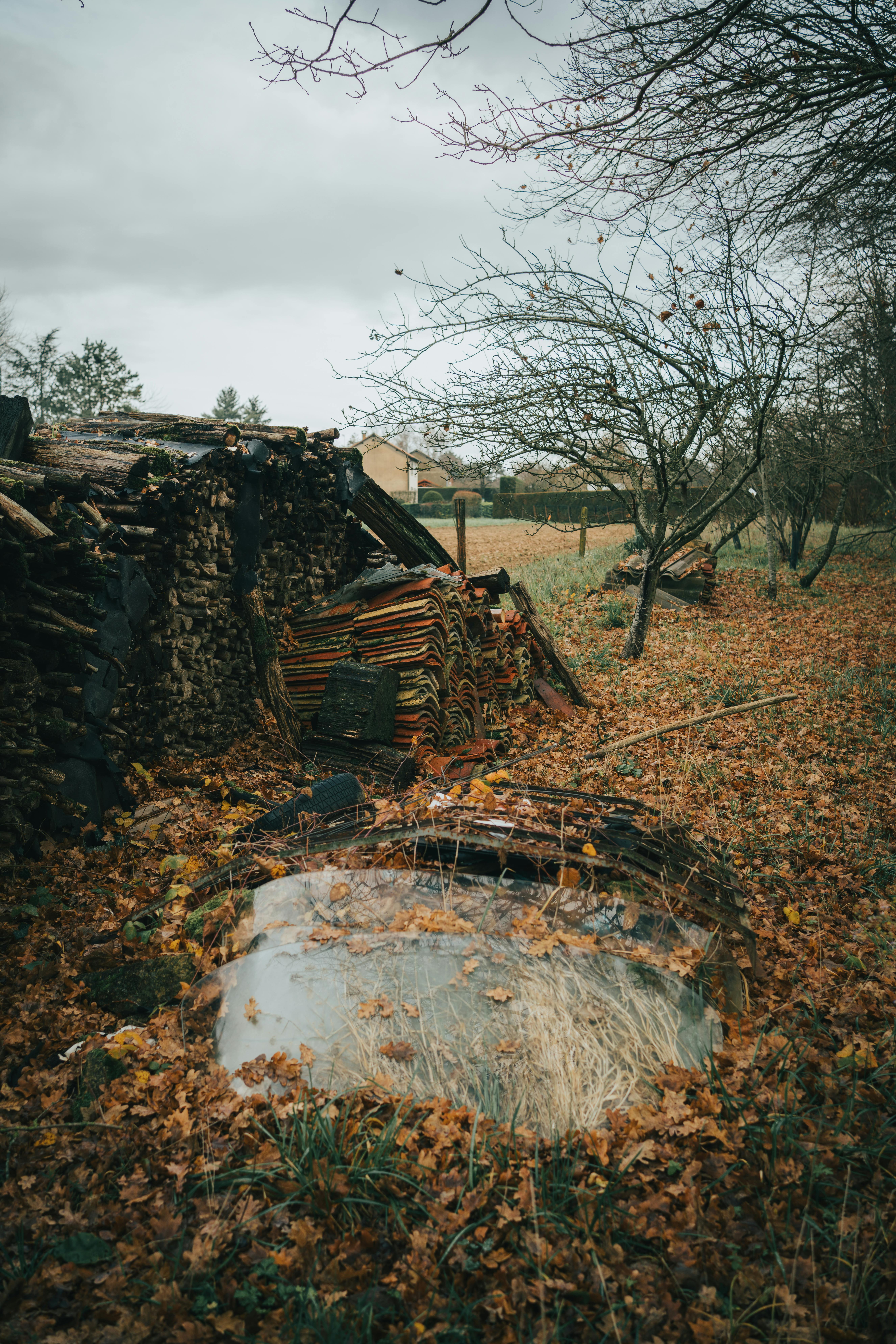 A Puddle in the Woods · Free Stock Photo