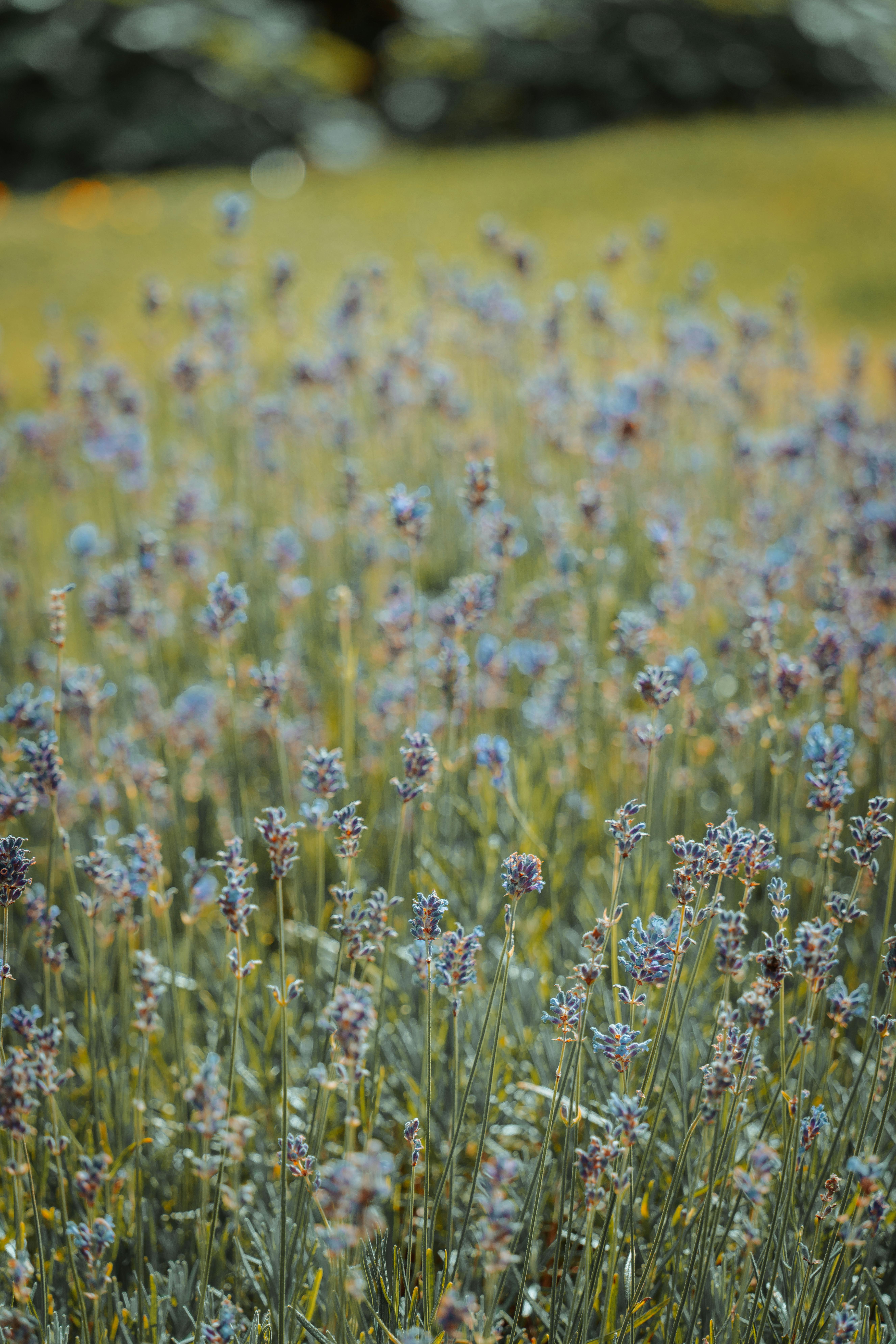 Photo of a Flower Field · Free Stock Photo