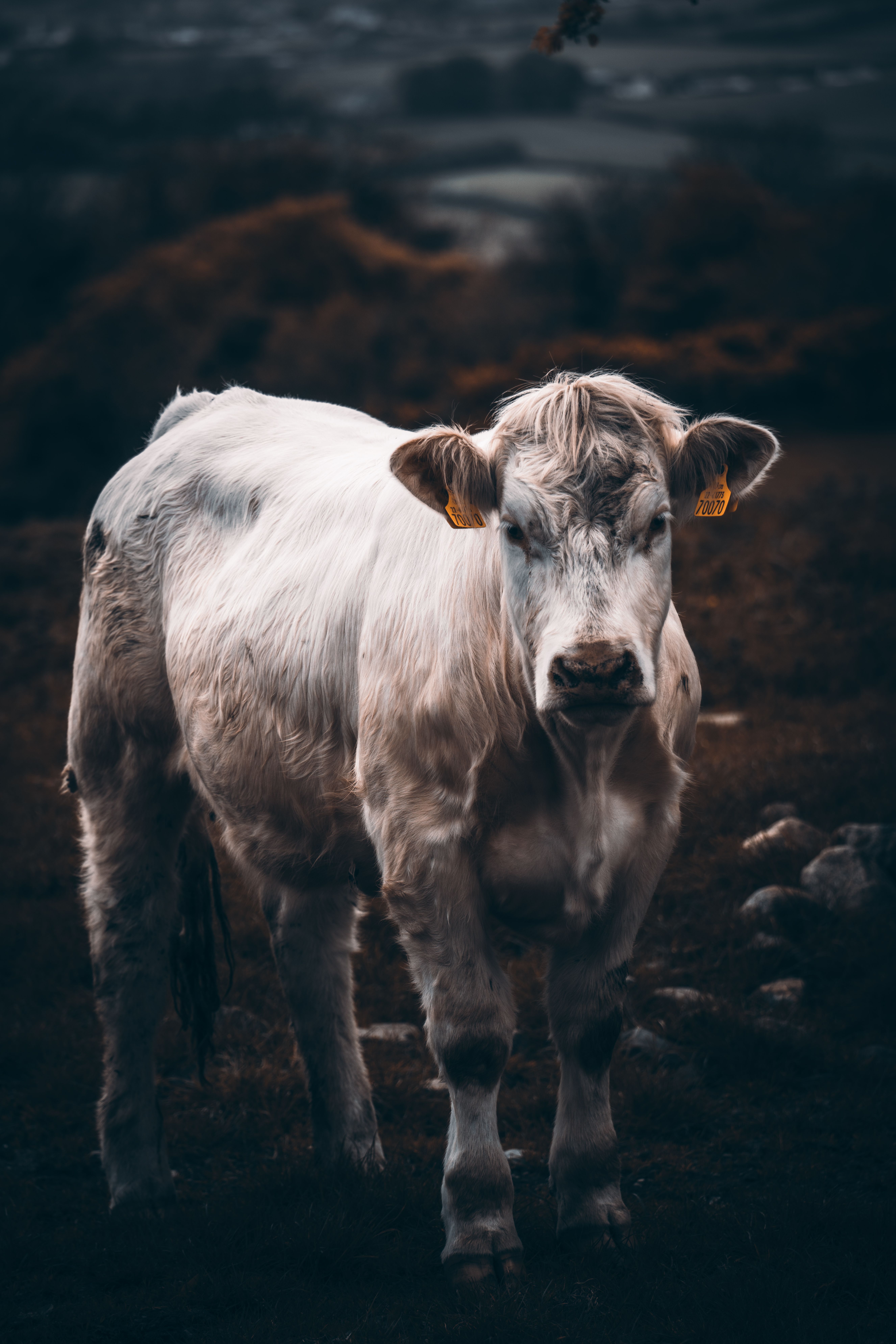 Close-up Photo of White Cow · Free Stock Photo