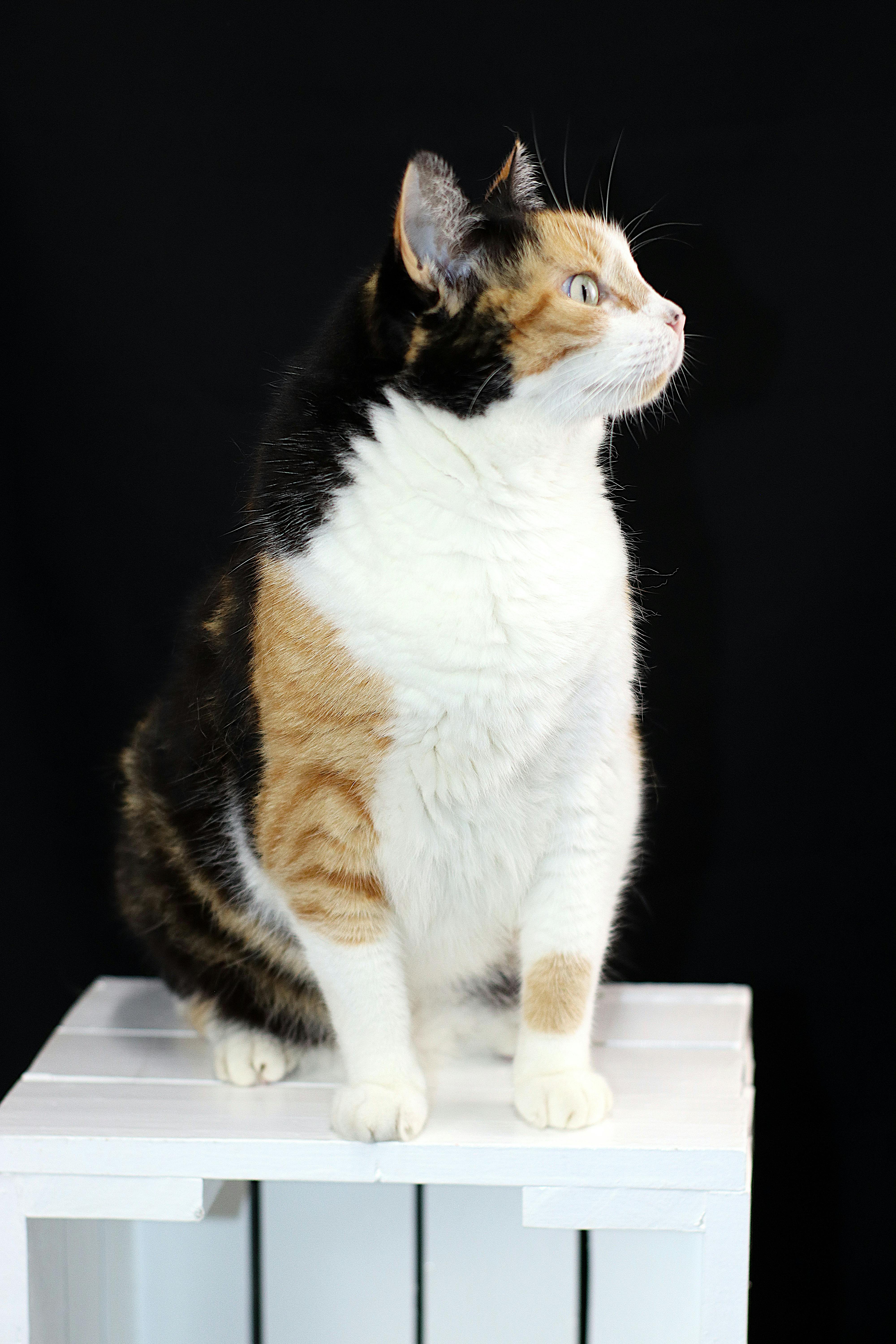 Close-Up Shot of a Calico Cat · Free Stock Photo