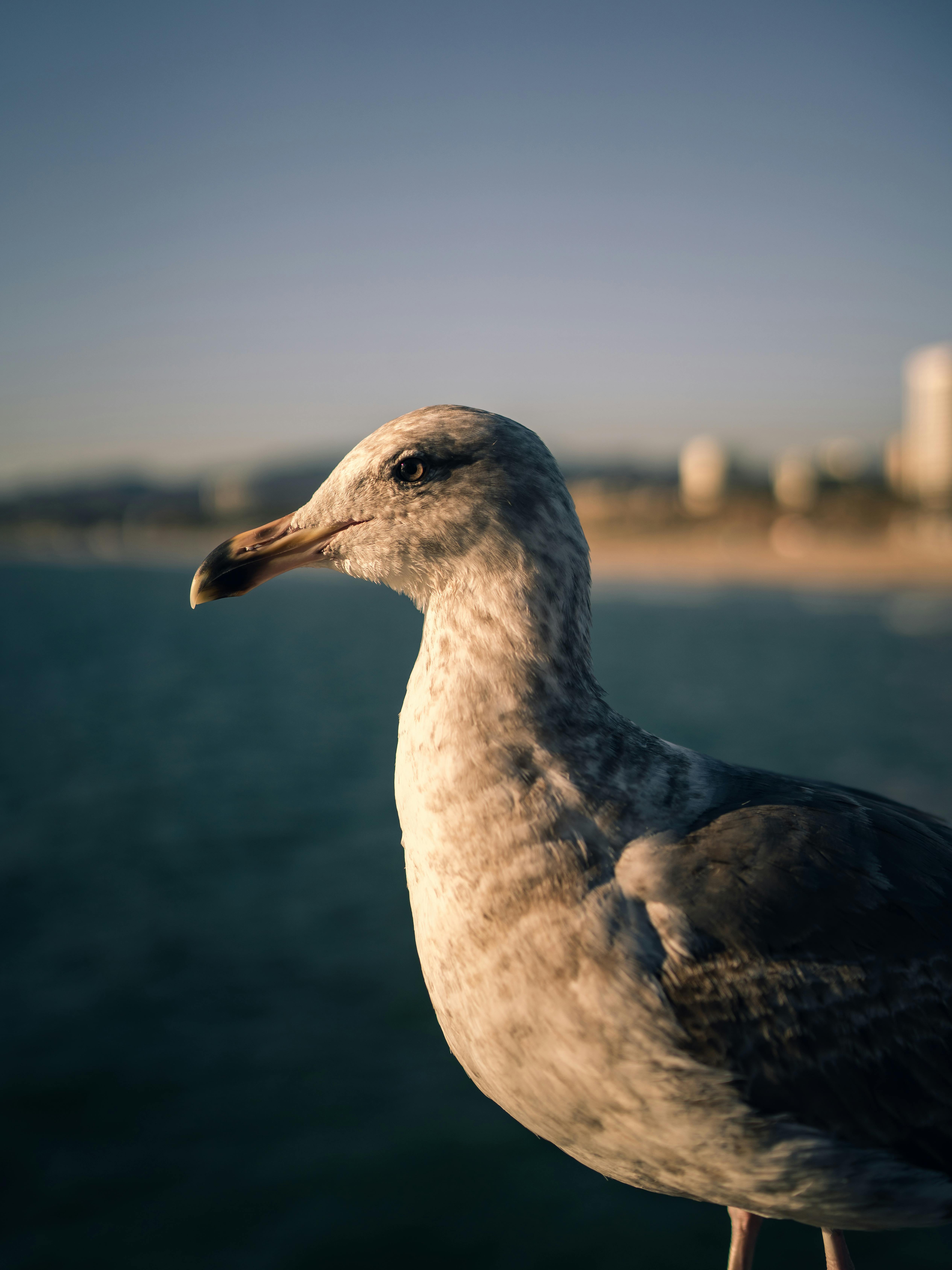Turkish Flag and Birds Flying over the Sea · Free Stock Photo