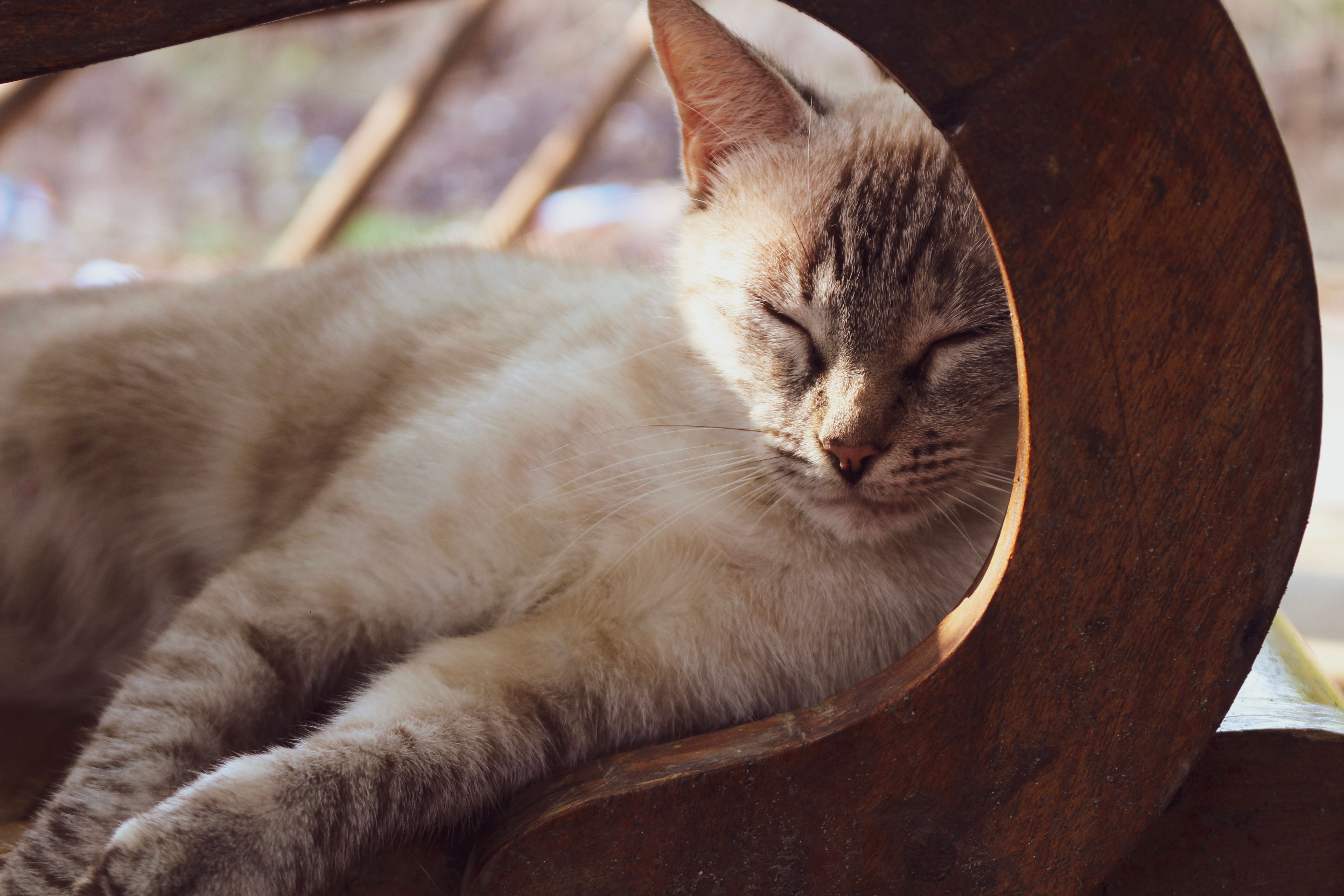 Stray Cat Sleeping on Concrete Railing · Free Stock Photo
