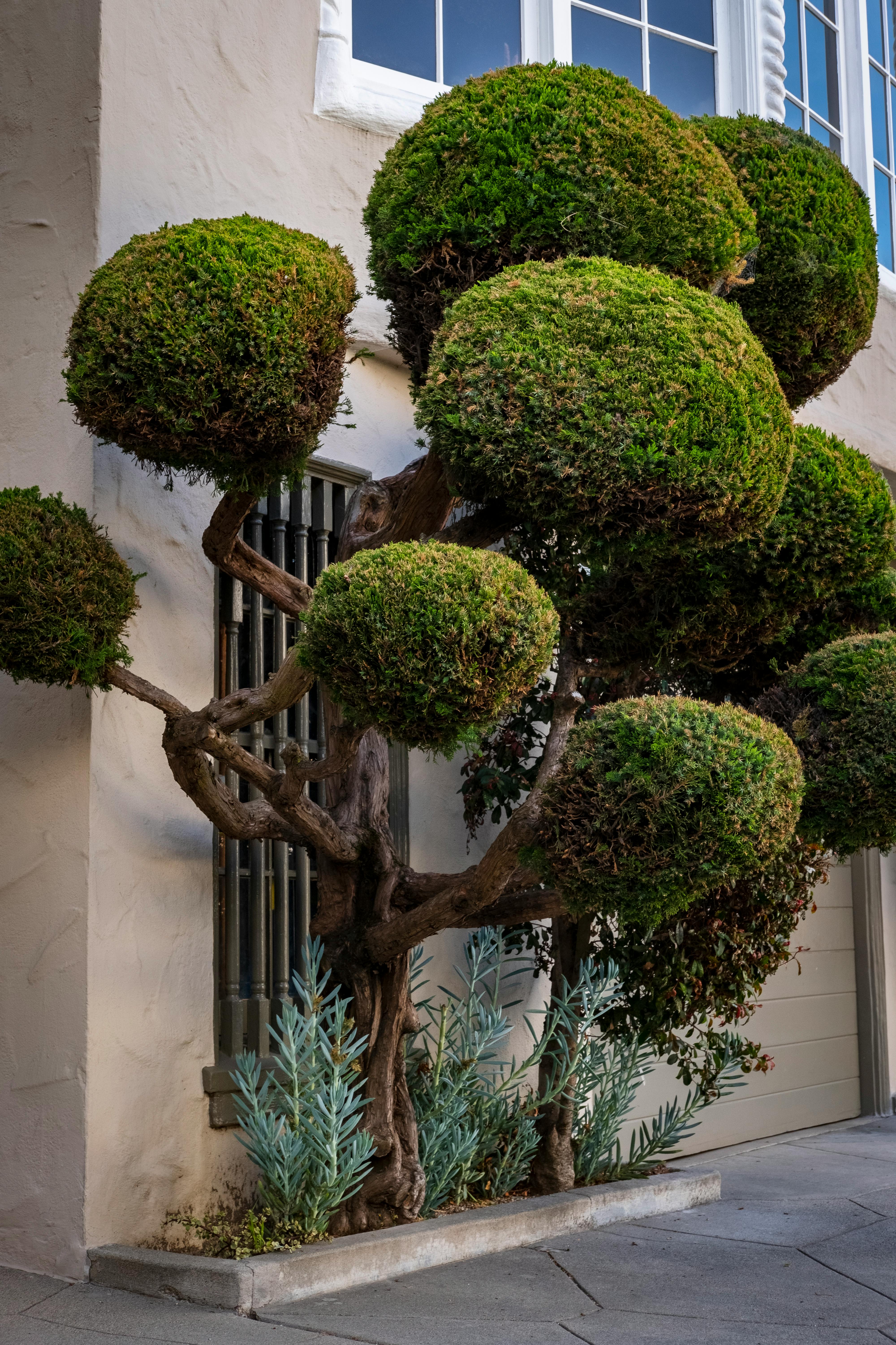 Tall Plants beside a Building · Free Stock Photo